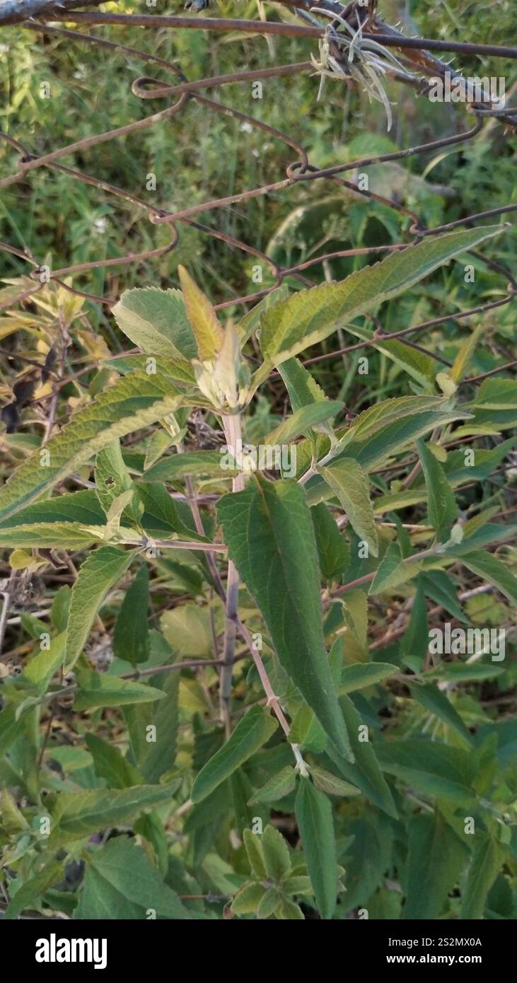 Whiteweed (Austroeupatorium inulifolium Stock Photo - Alamy