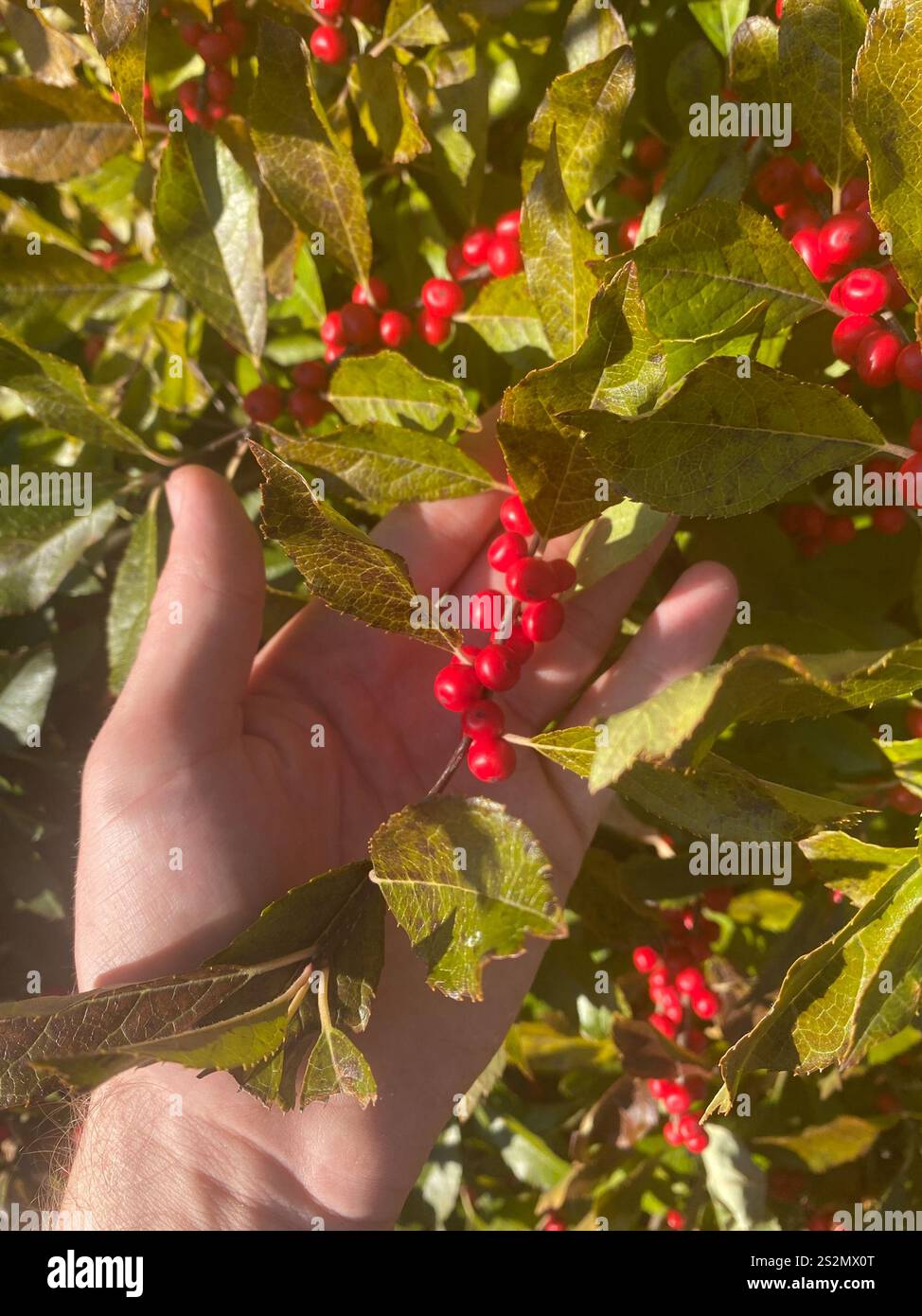 winterberry holly (Ilex verticillata Stock Photo - Alamy