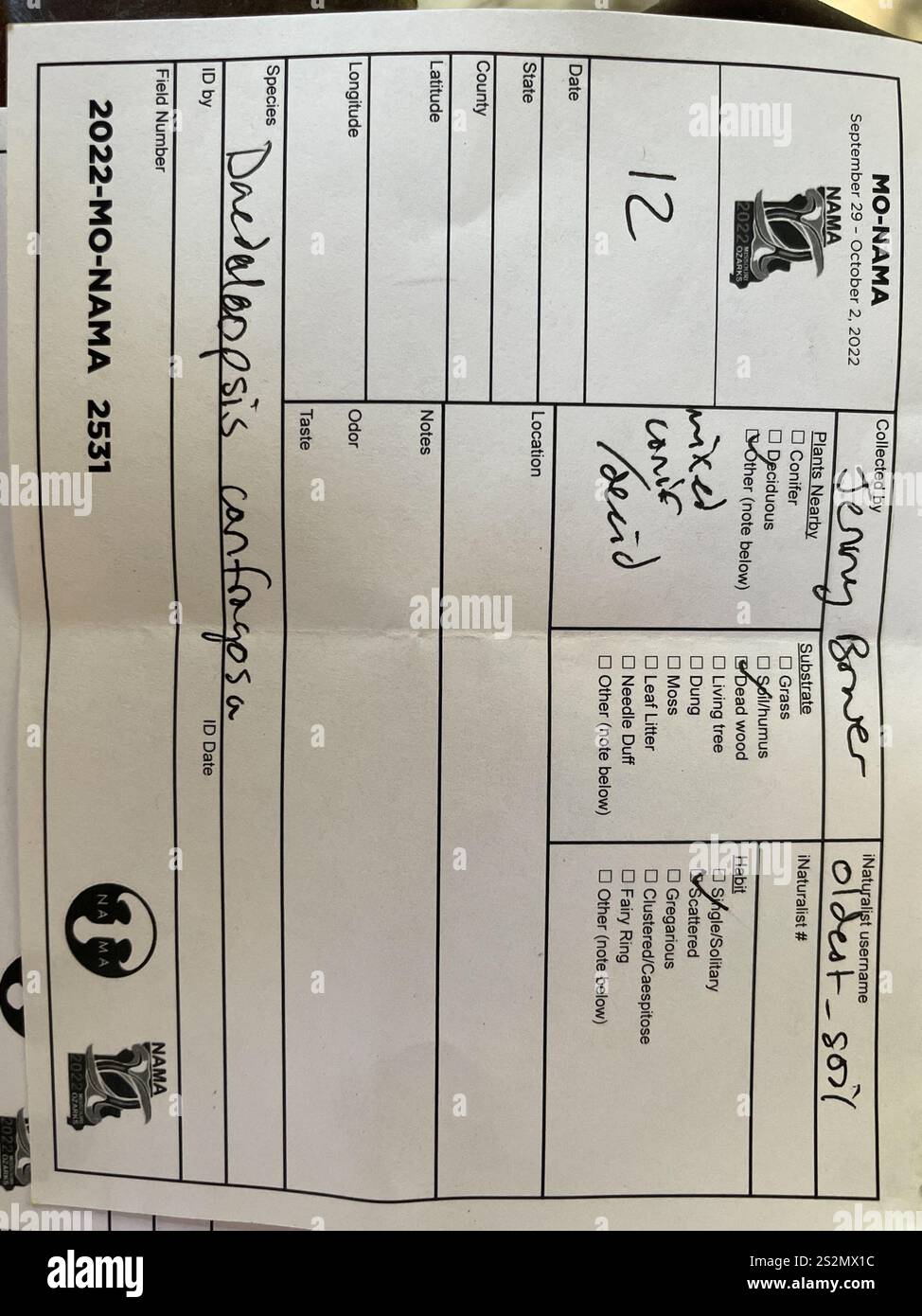 Thin-walled Maze Polypore (Daedaleopsis confragosa Stock Photo - Alamy