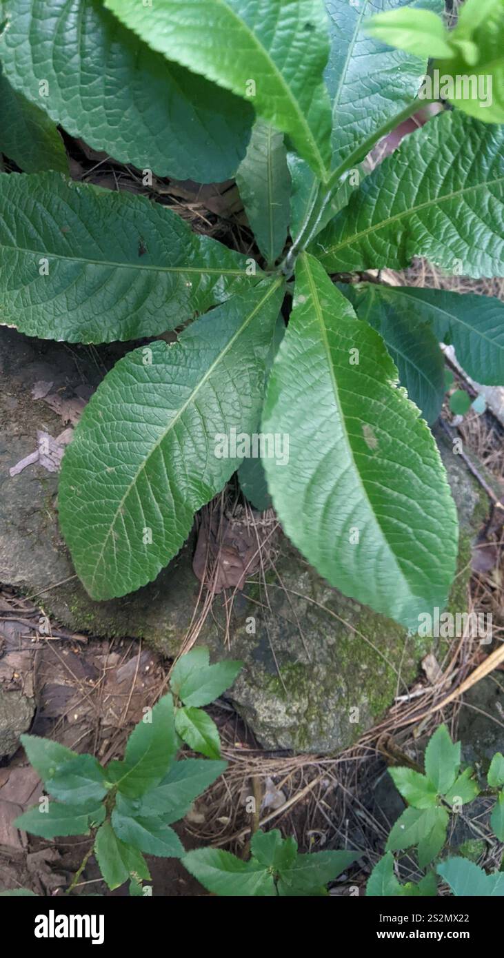 elephant's foot (Elephantopus mollis Stock Photo - Alamy