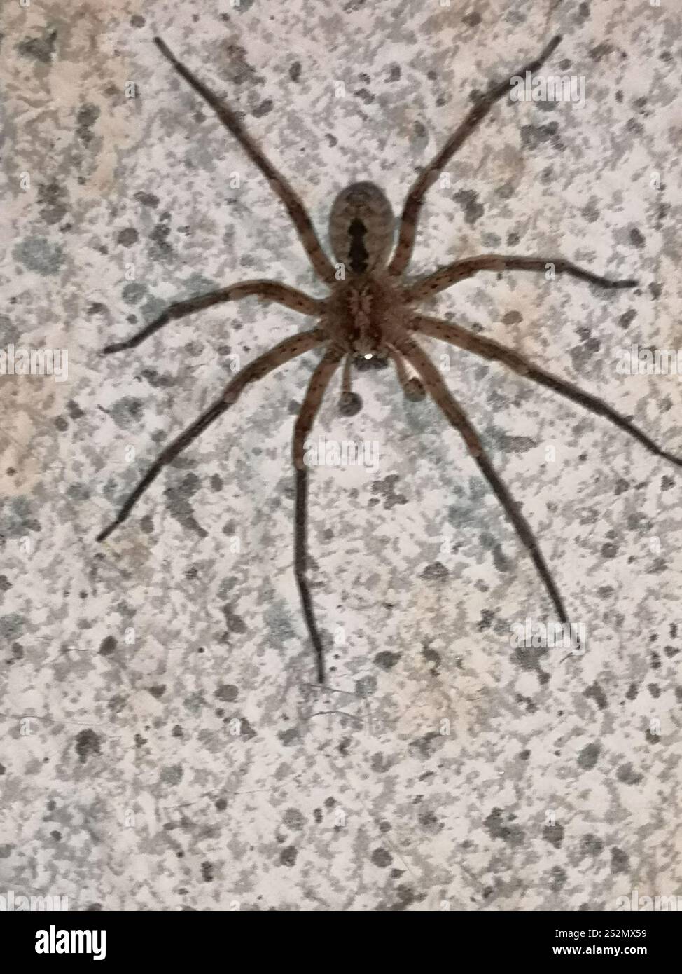 Mediterranean Spiny False Wolf Spider (Zoropsis spinimana Stock Photo ...