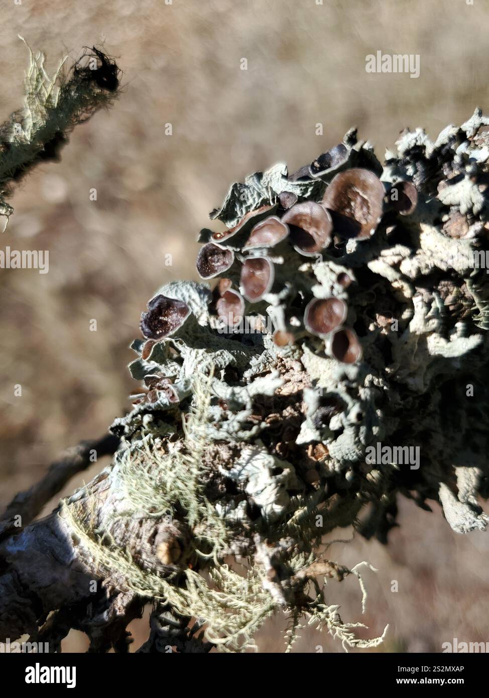 Tube Lichens (Hypogymnia Stock Photo - Alamy