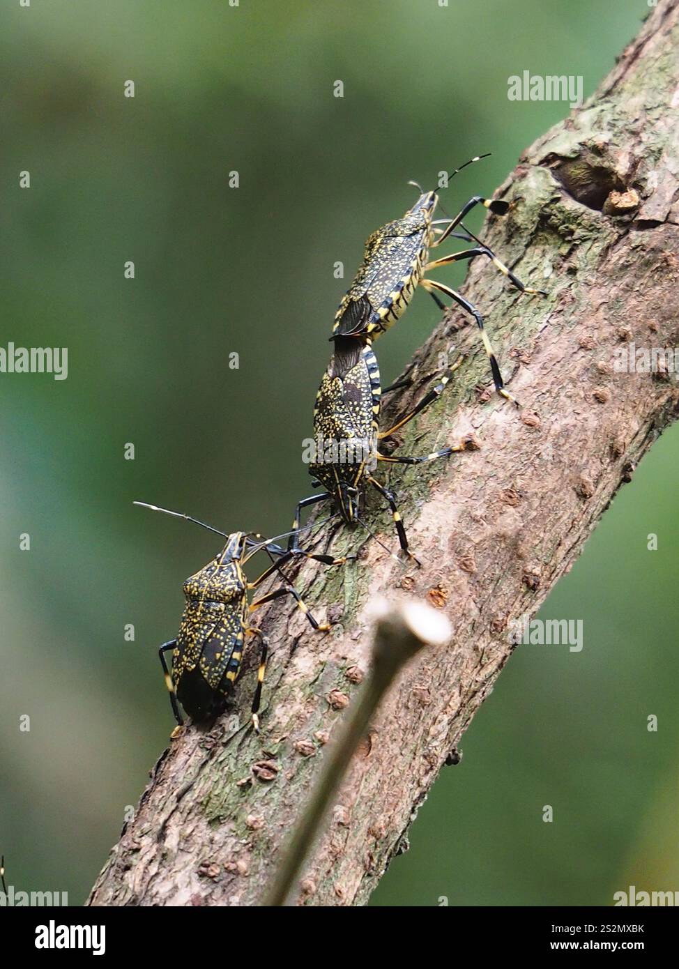 Yellow-spotted Stink Bug (Erthesina fullo Stock Photo - Alamy