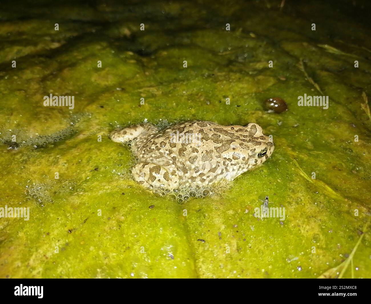 Karoo Toad (Vandijkophrynus gariepensis Stock Photo - Alamy