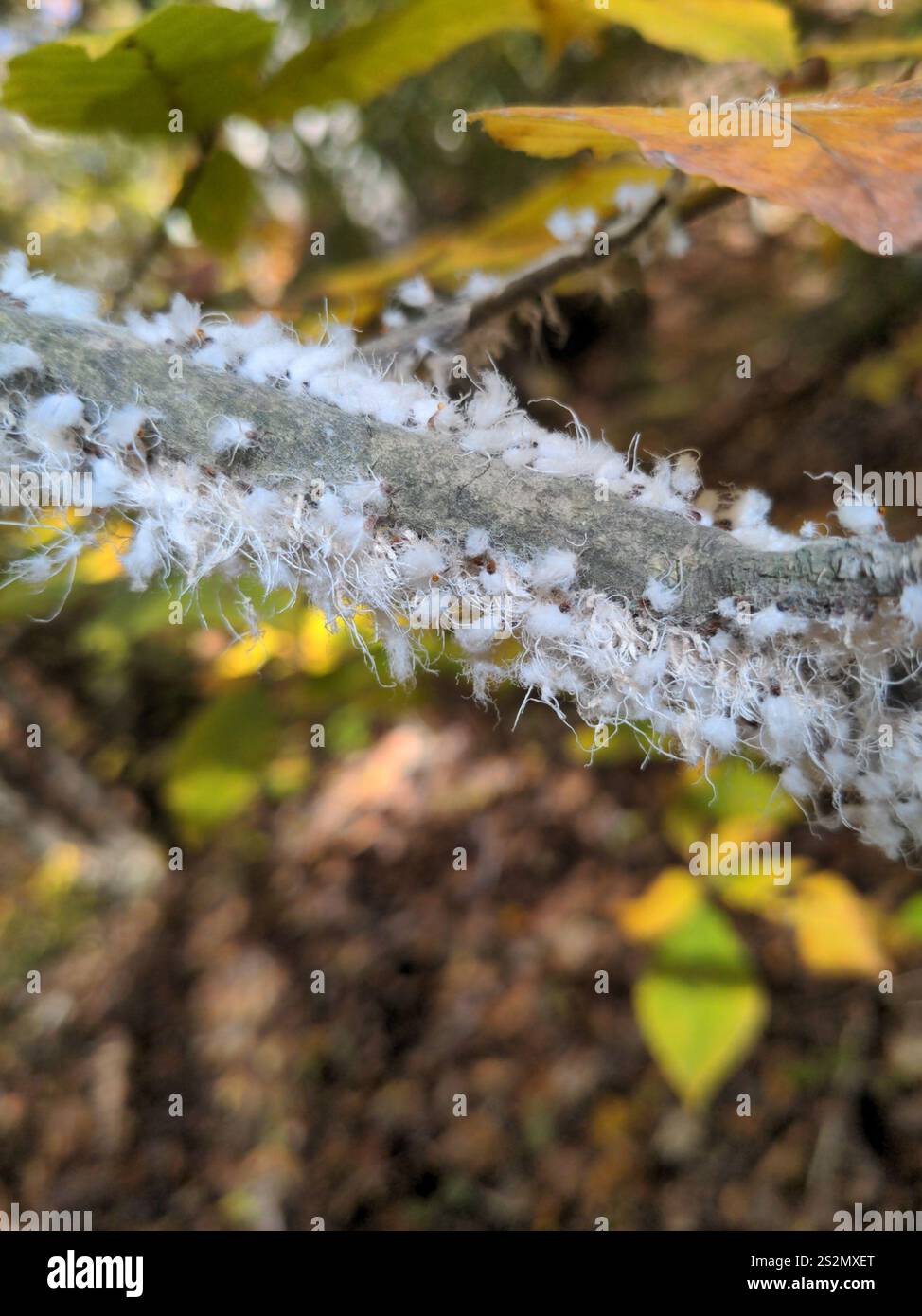 Beech Blight Aphid (Grylloprociphilus imbricator Stock Photo - Alamy