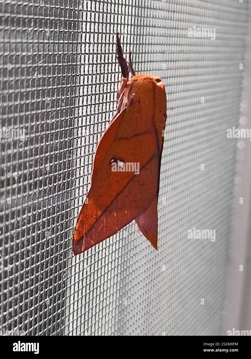 Royal Moths (Ceratocampinae Stock Photo - Alamy