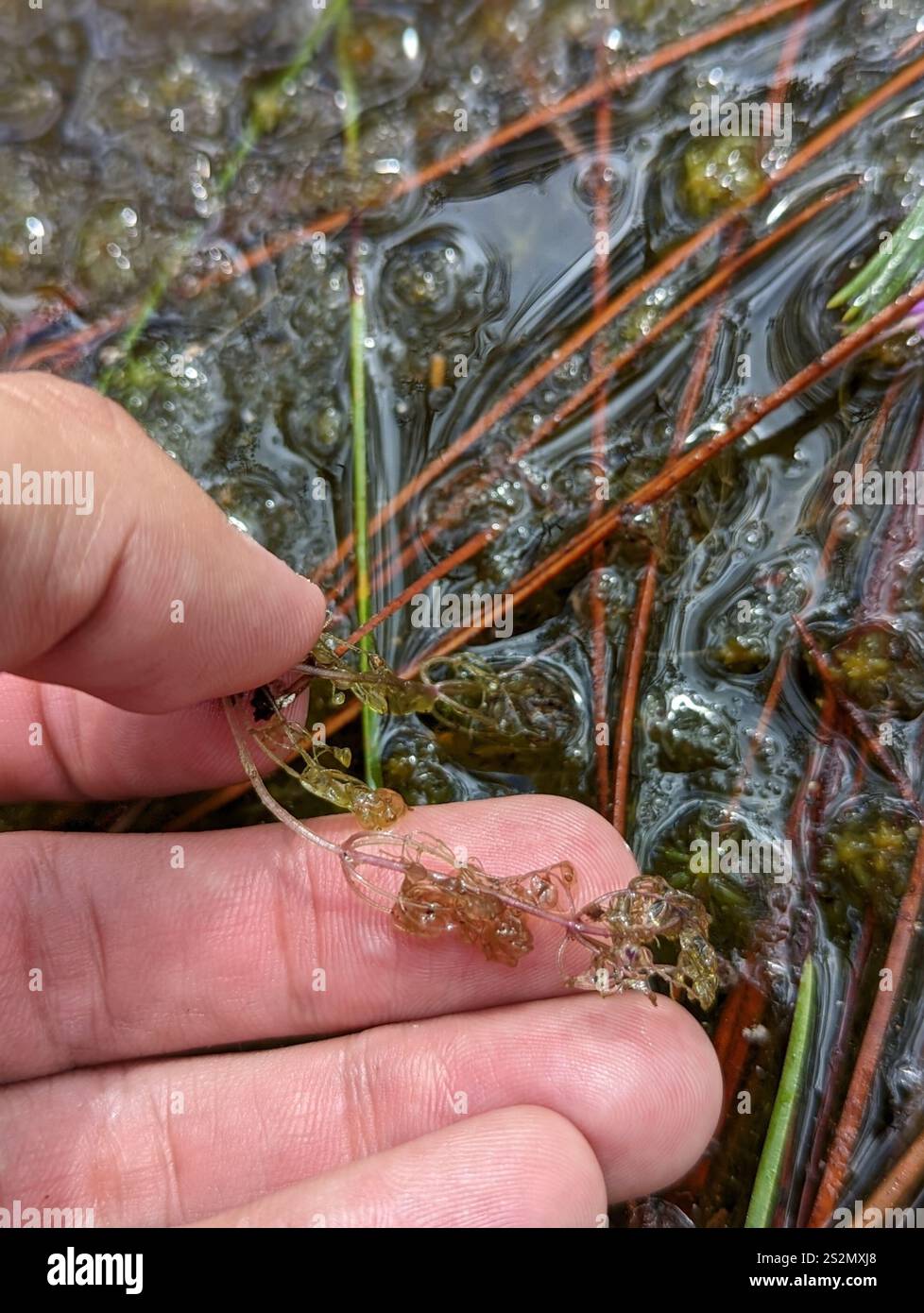 Purple Bladderwort (Utricularia purpurea Stock Photo - Alamy