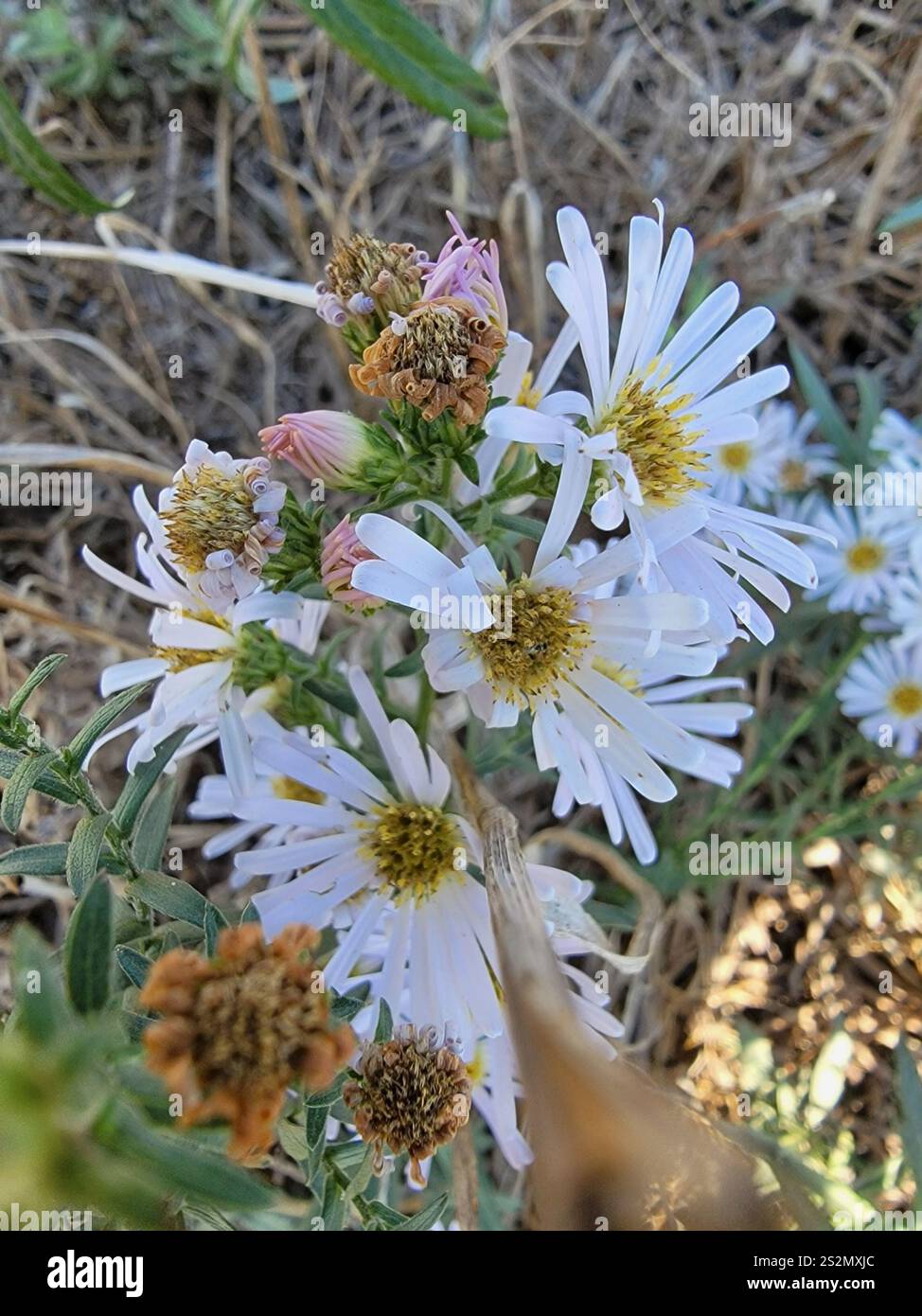 Pacific Aster (Symphyotrichum chilense Stock Photo - Alamy