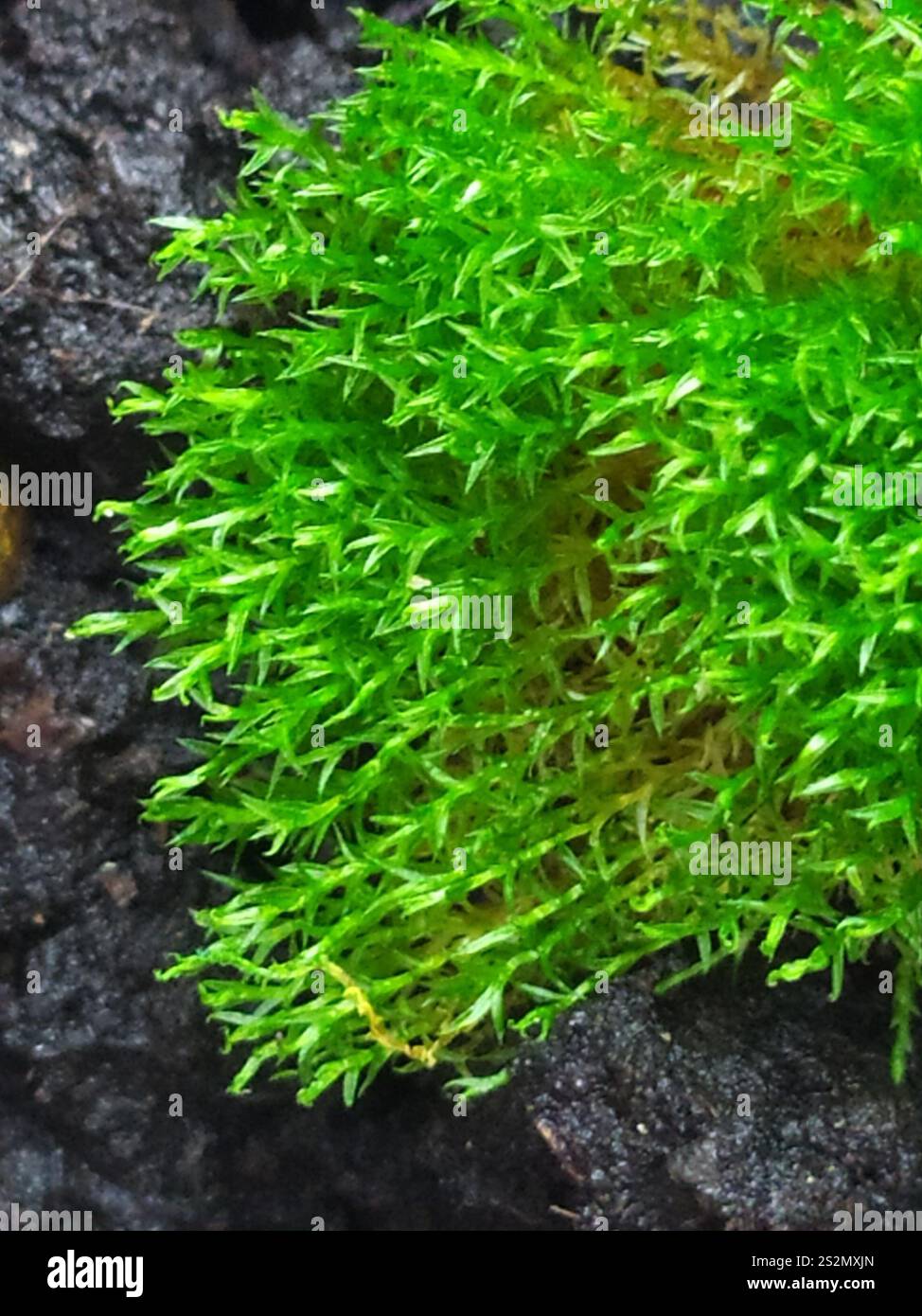 Bird's-Claw Beard-Moss (Barbula unguiculata Stock Photo - Alamy
