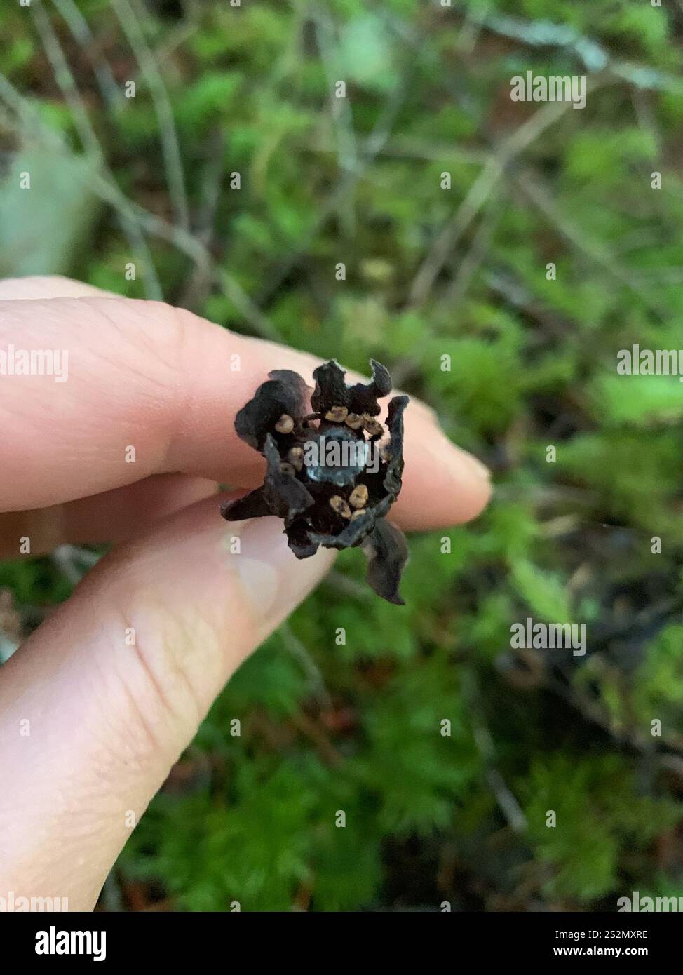 Ghost Pipe (Monotropa uniflora Stock Photo - Alamy