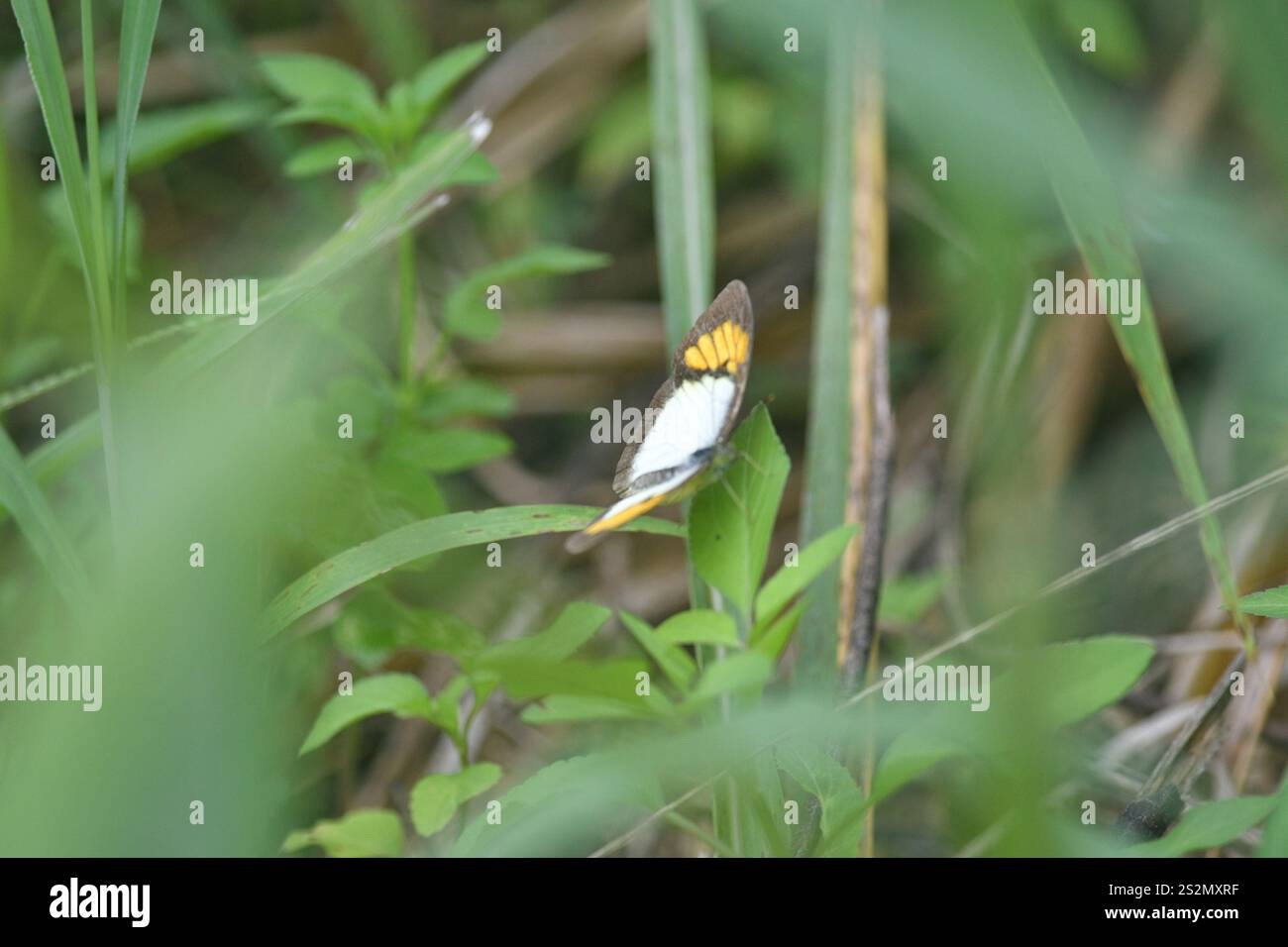 Yellow Orange Tip (Ixias pyrene Stock Photo - Alamy