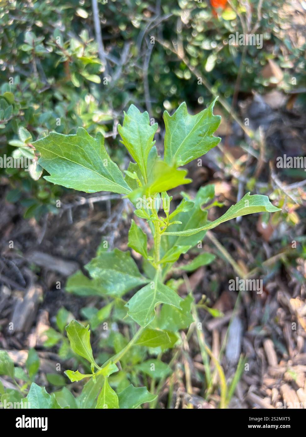 groundsel tree (Baccharis halimifolia Stock Photo - Alamy