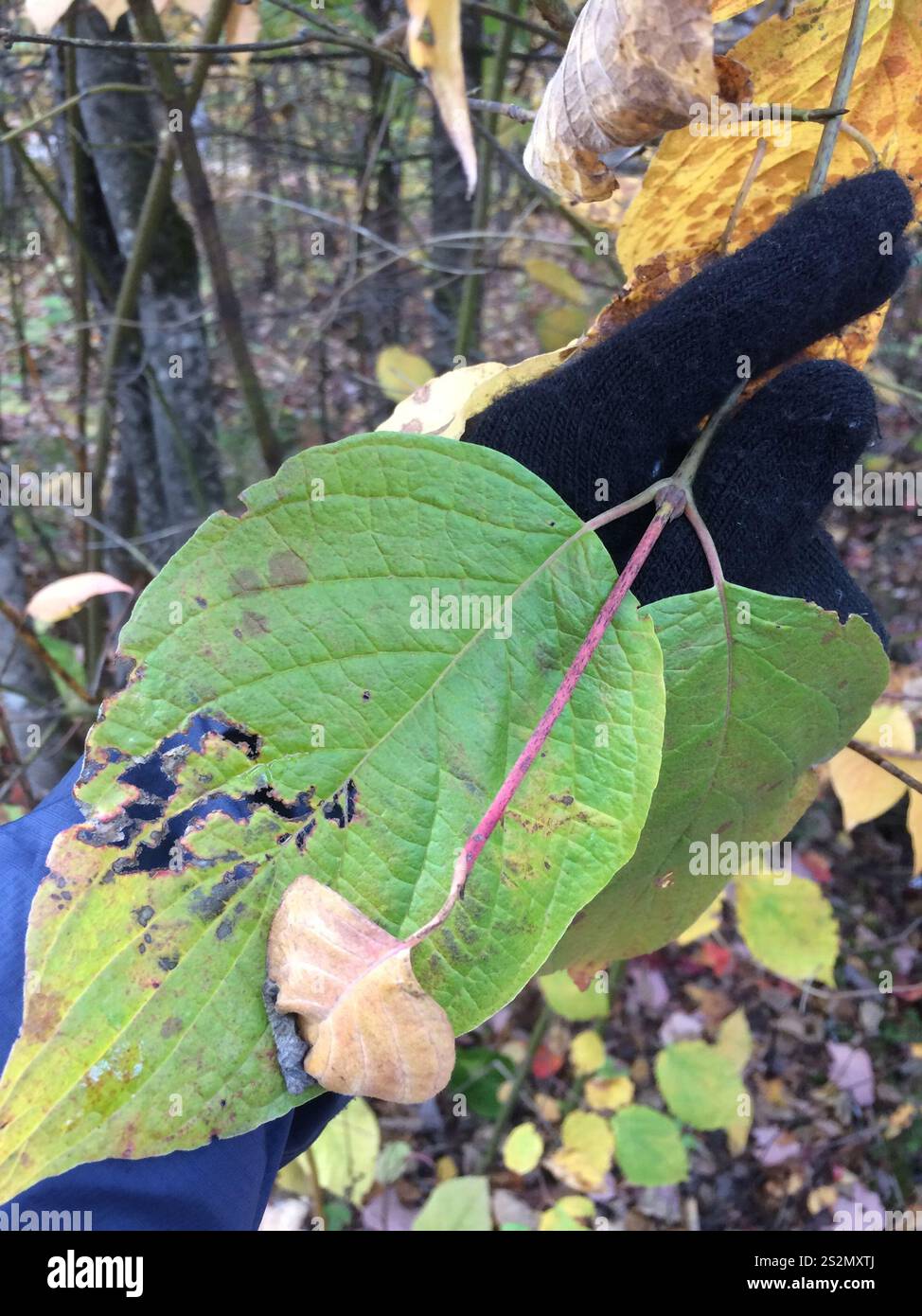 Round-leaved Dogwood (Cornus rugosa Stock Photo - Alamy