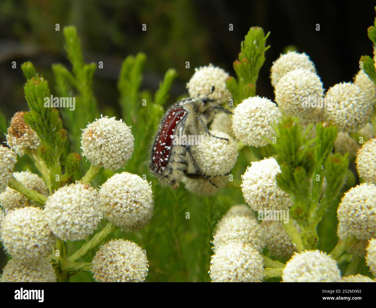 Peninsula Cape Protea Chafer (Trichostetha capensis capensis Stock ...