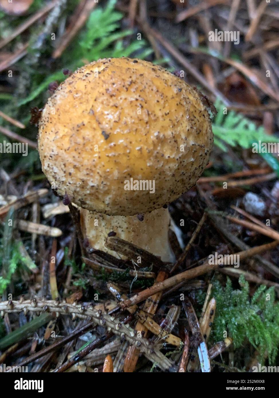 Blue-staining Slippery Jack (Suillus tomentosus Stock Photo - Alamy