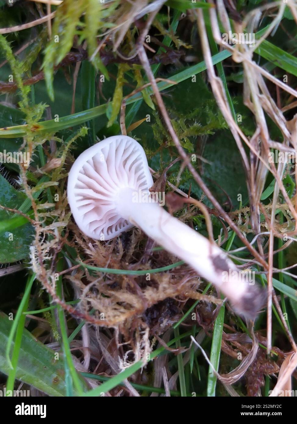 Snowy Waxcap (Cuphophyllus virgineus Stock Photo - Alamy