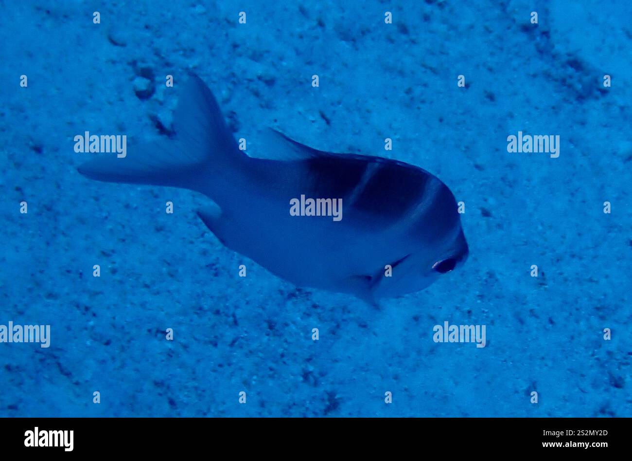 Humpnose Bigeye Bream (Monotaxis grandoculis Stock Photo - Alamy
