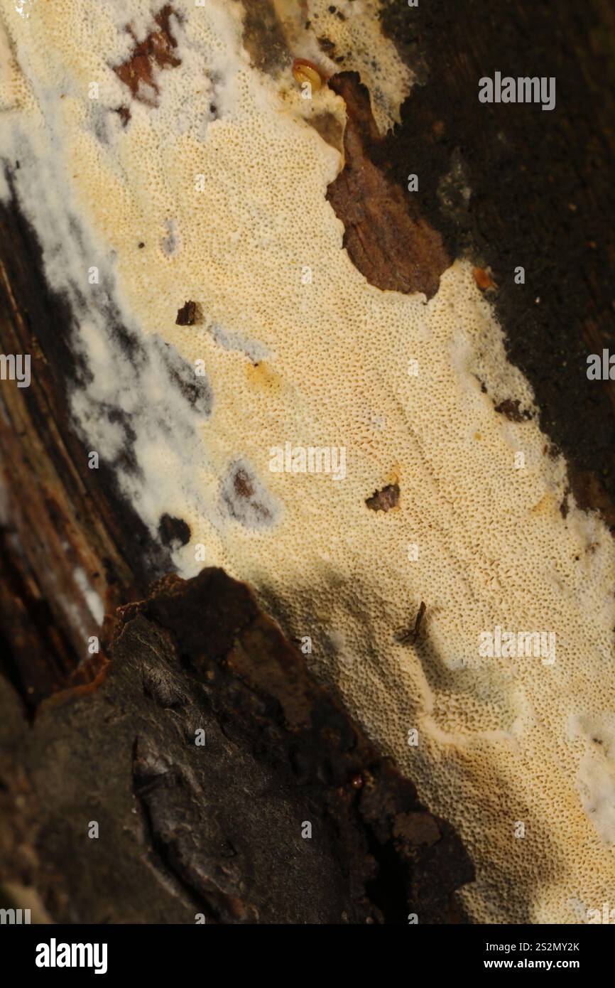 split porecrust (Xylodon paradoxus Stock Photo - Alamy