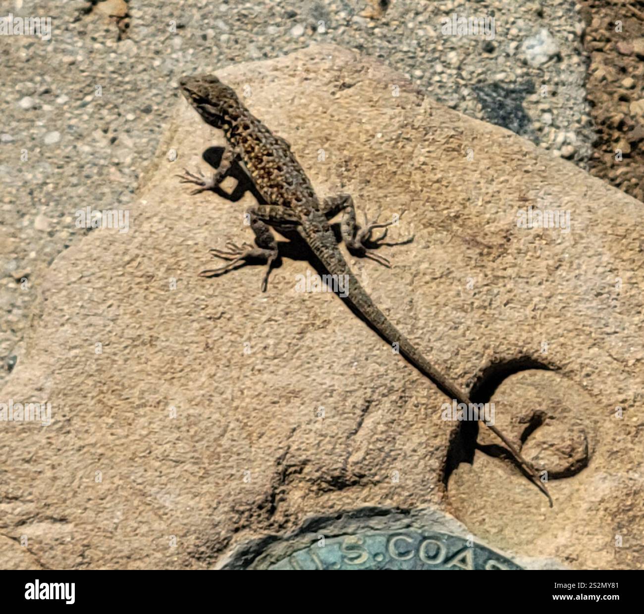 Common Side-blotched Lizard (Uta stansburiana Stock Photo - Alamy