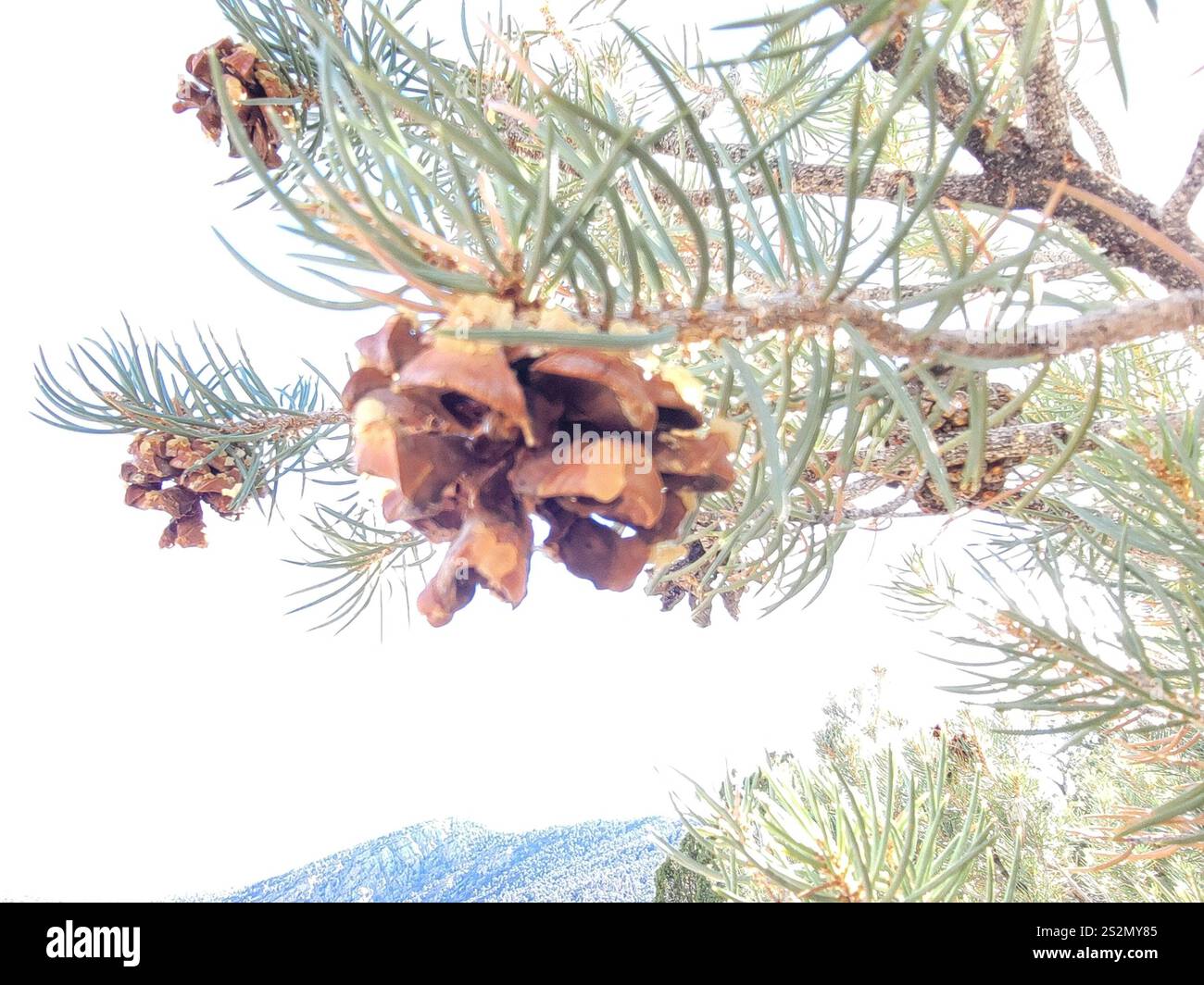 singleleaf pinyon (Pinus monophylla Stock Photo - Alamy