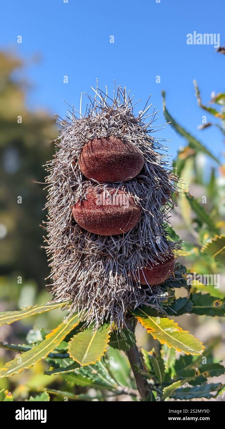 Old man banksia (Banksia serrata Stock Photo - Alamy