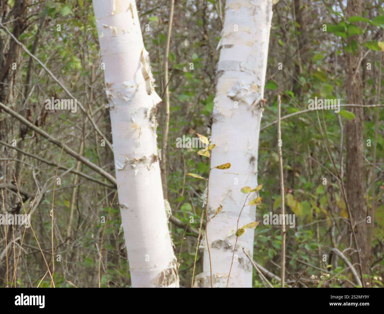 paper birch (Betula papyrifera Stock Photo - Alamy