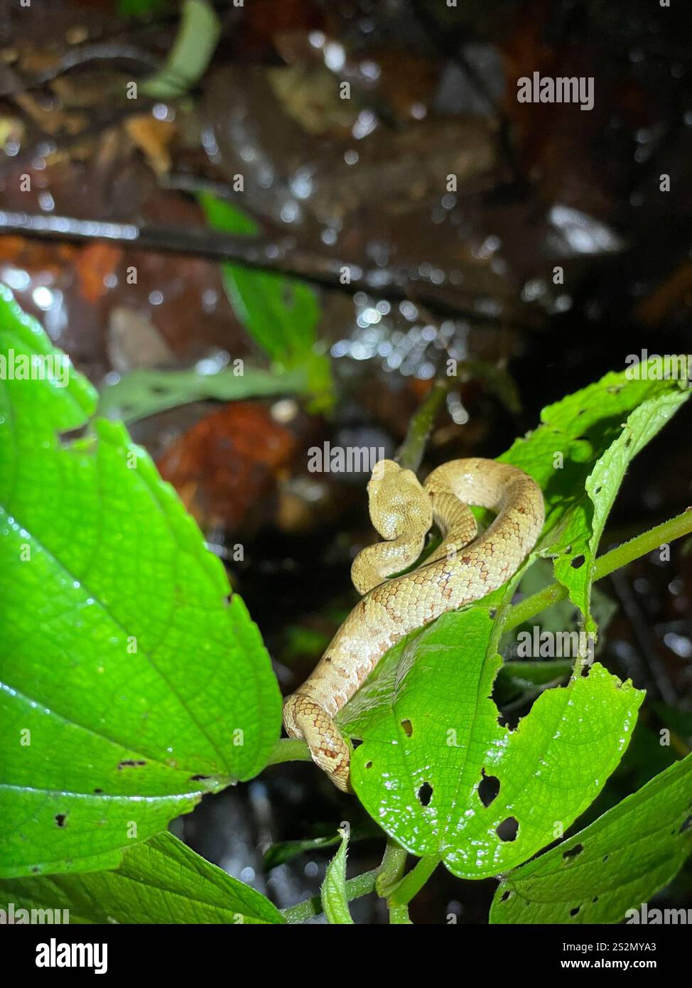 Craspedocephalus hi-res stock photography and images - Alamy