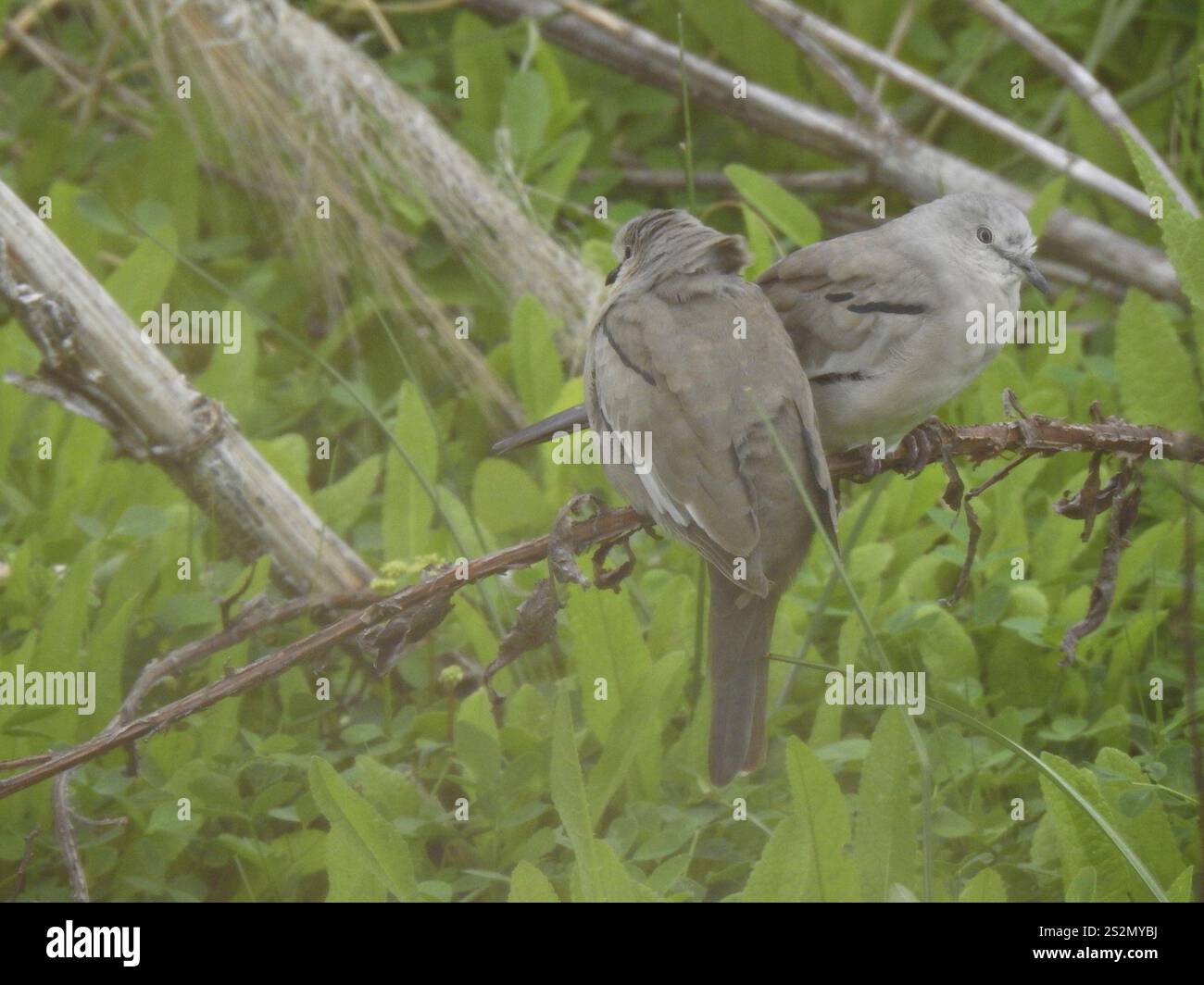 Picuí Ground Dove (Columbina picui Stock Photo - Alamy