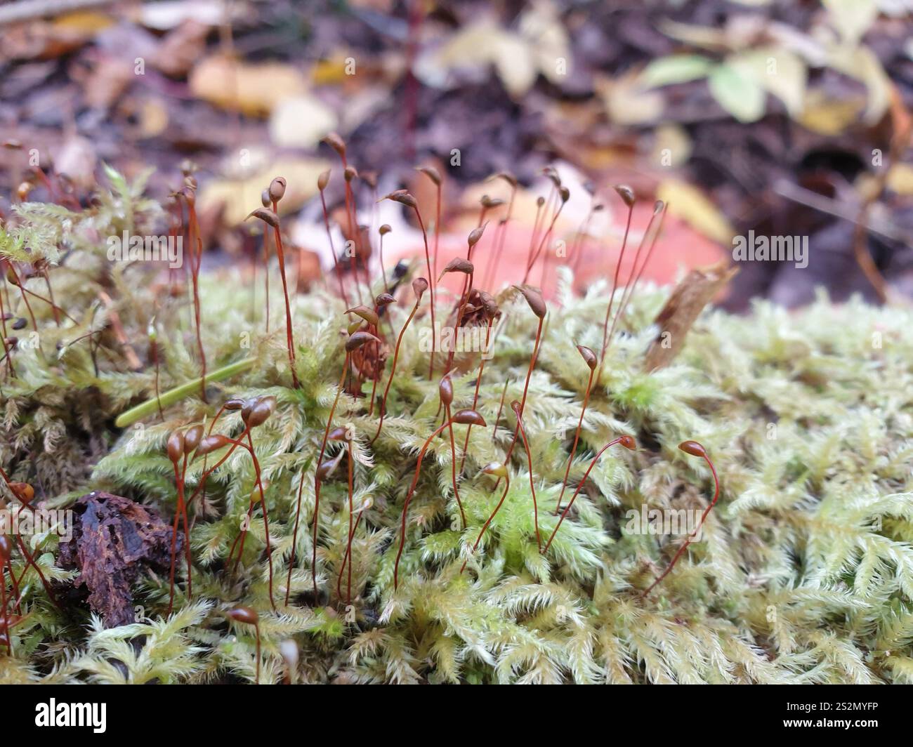 Smooth-stalk Feather-moss (Brachythecium salebrosum Stock Photo - Alamy