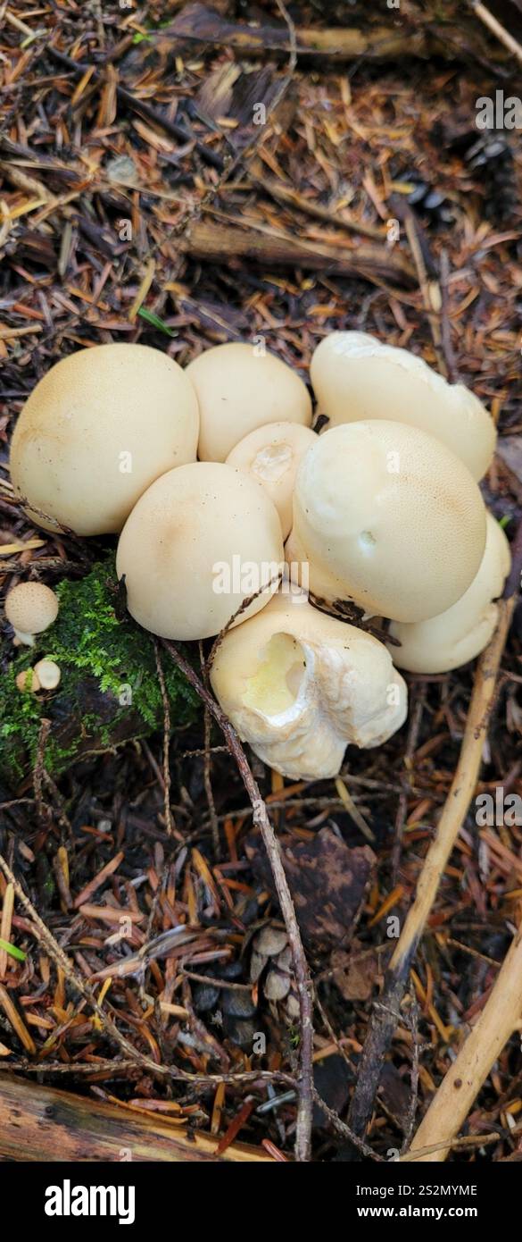 Pear-shaped Puffball (Apioperdon pyriforme Stock Photo - Alamy