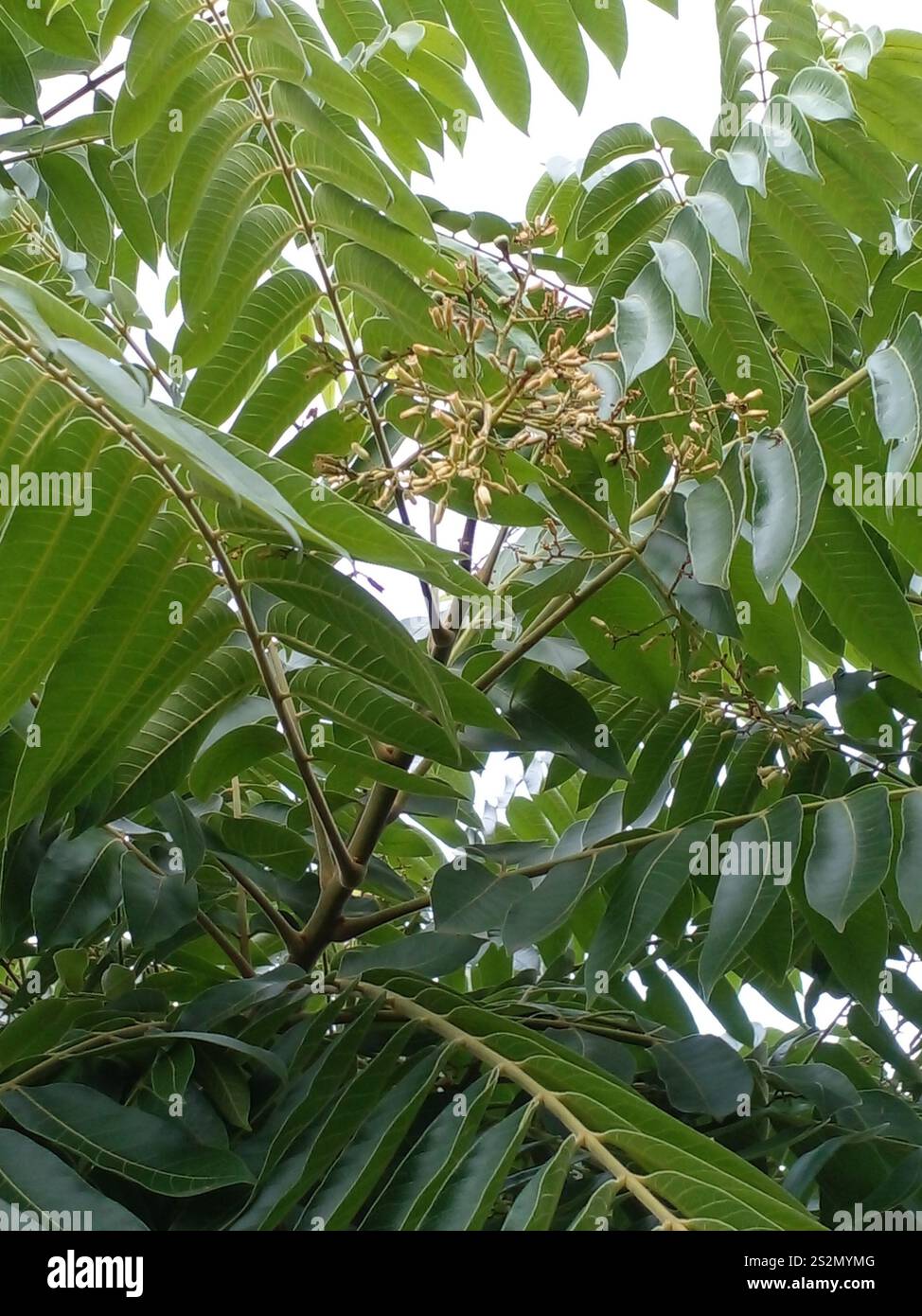 Brazilian Cedarwood (Cedrela fissilis Stock Photo - Alamy