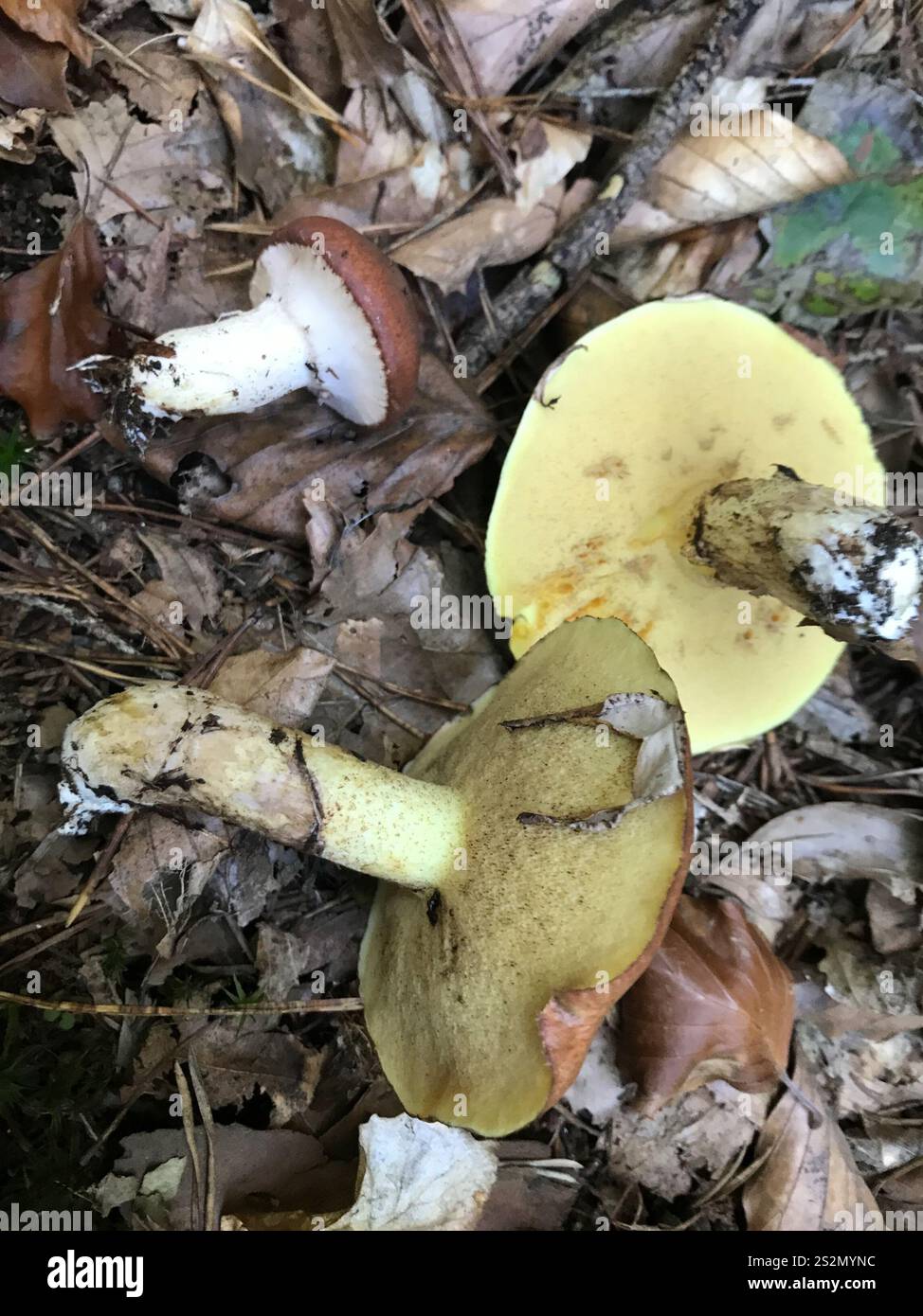 Purple-veiled Slippery Jack (Suillus luteus Stock Photo - Alamy