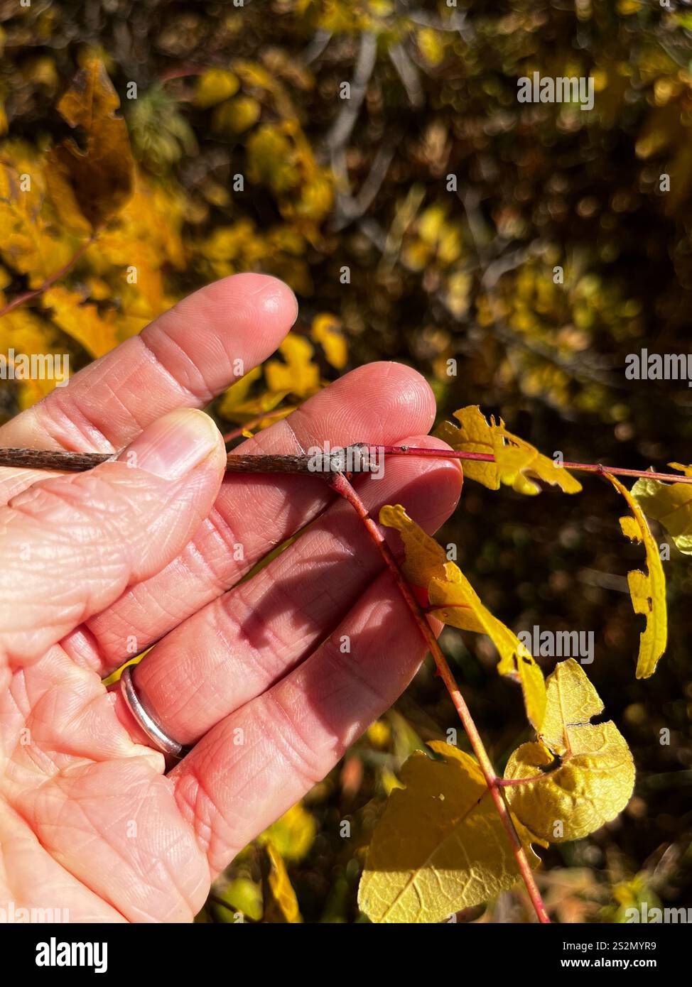 common prickly ash (Zanthoxylum americanum Stock Photo - Alamy