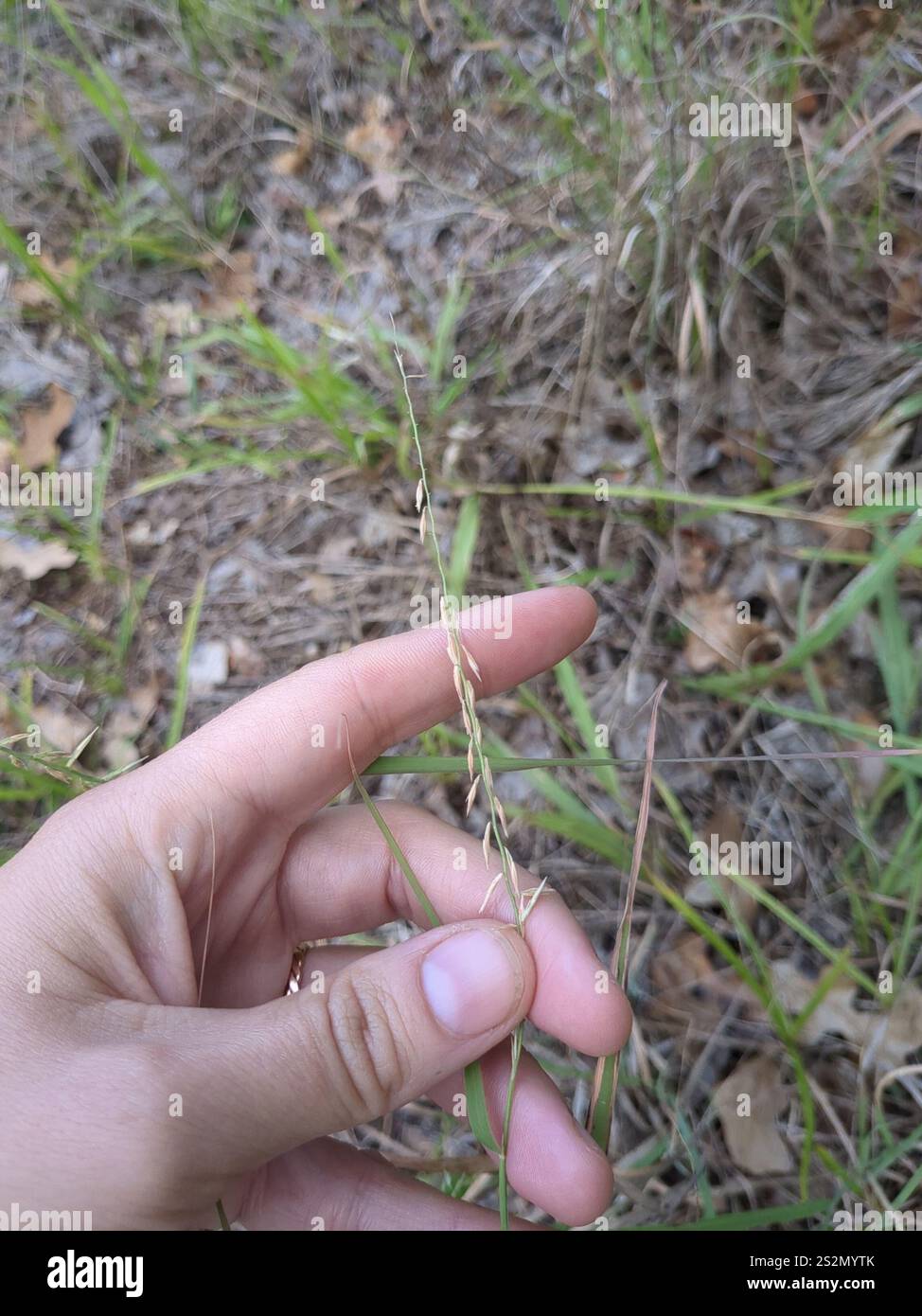 Sideoats Grama (Bouteloua curtipendula Stock Photo - Alamy