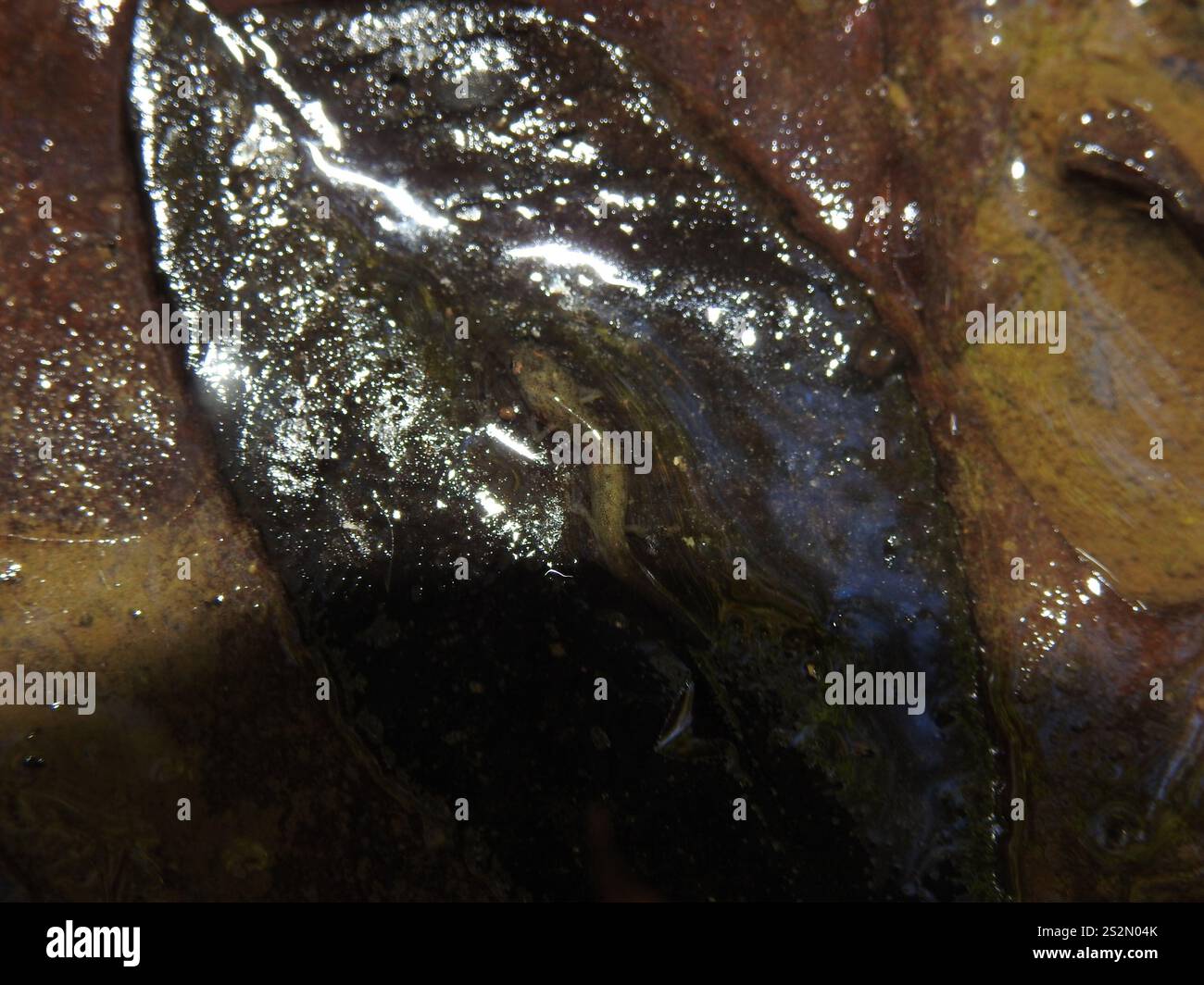 Lungless Salamanders (Plethodontidae Stock Photo - Alamy