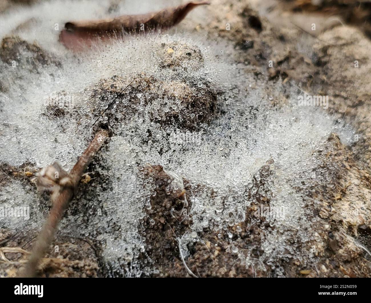 zygote fungi (Zygomycota Stock Photo - Alamy