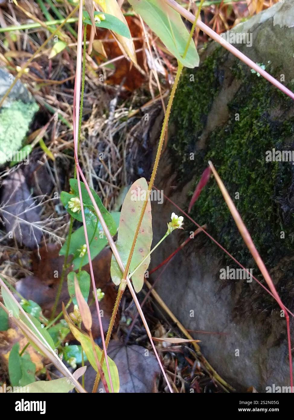 arrow-leaved tearthumb (Persicaria sagittata Stock Photo - Alamy