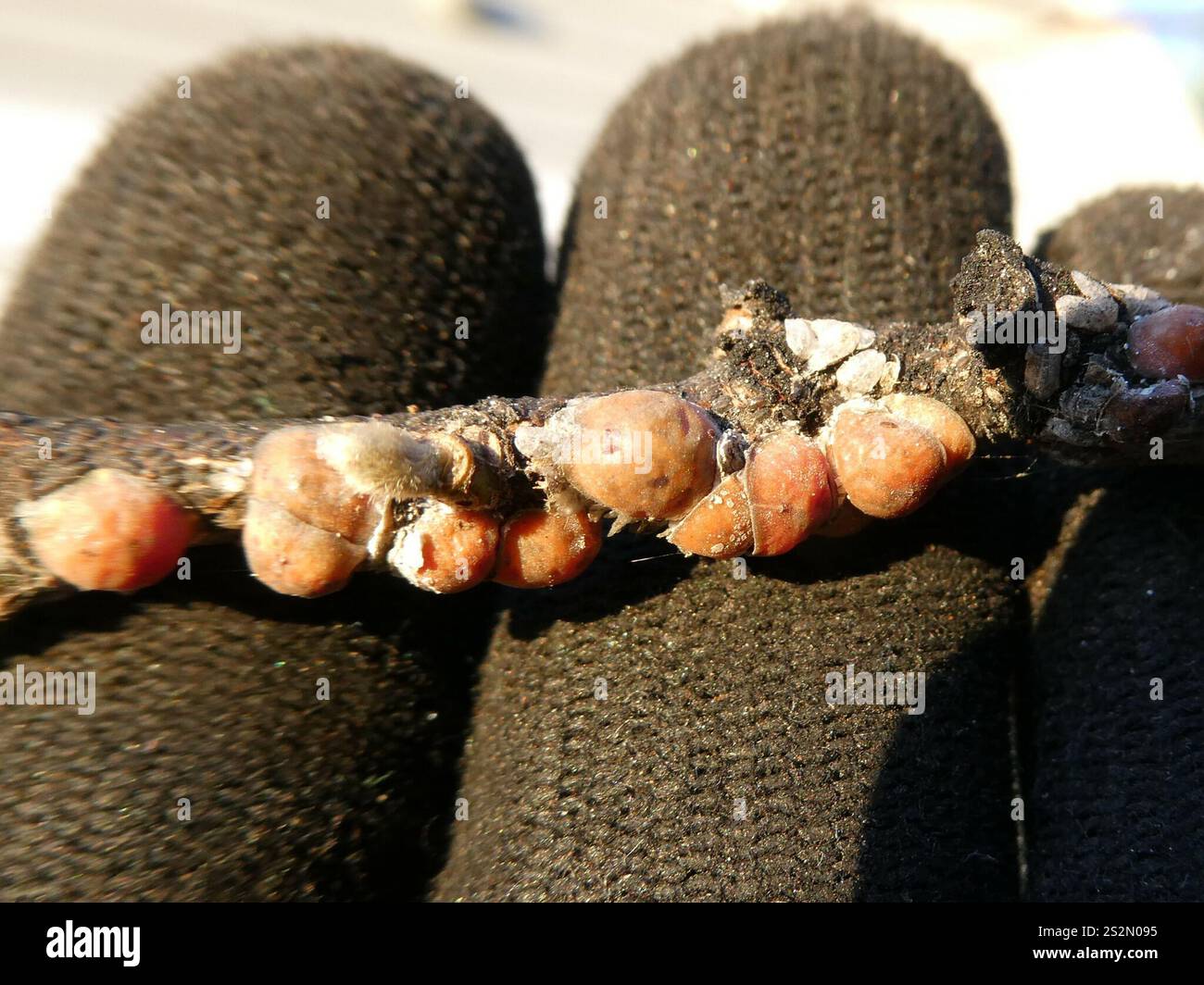 Magnolia scale (Neolecanium cornuparvum Stock Photo - Alamy