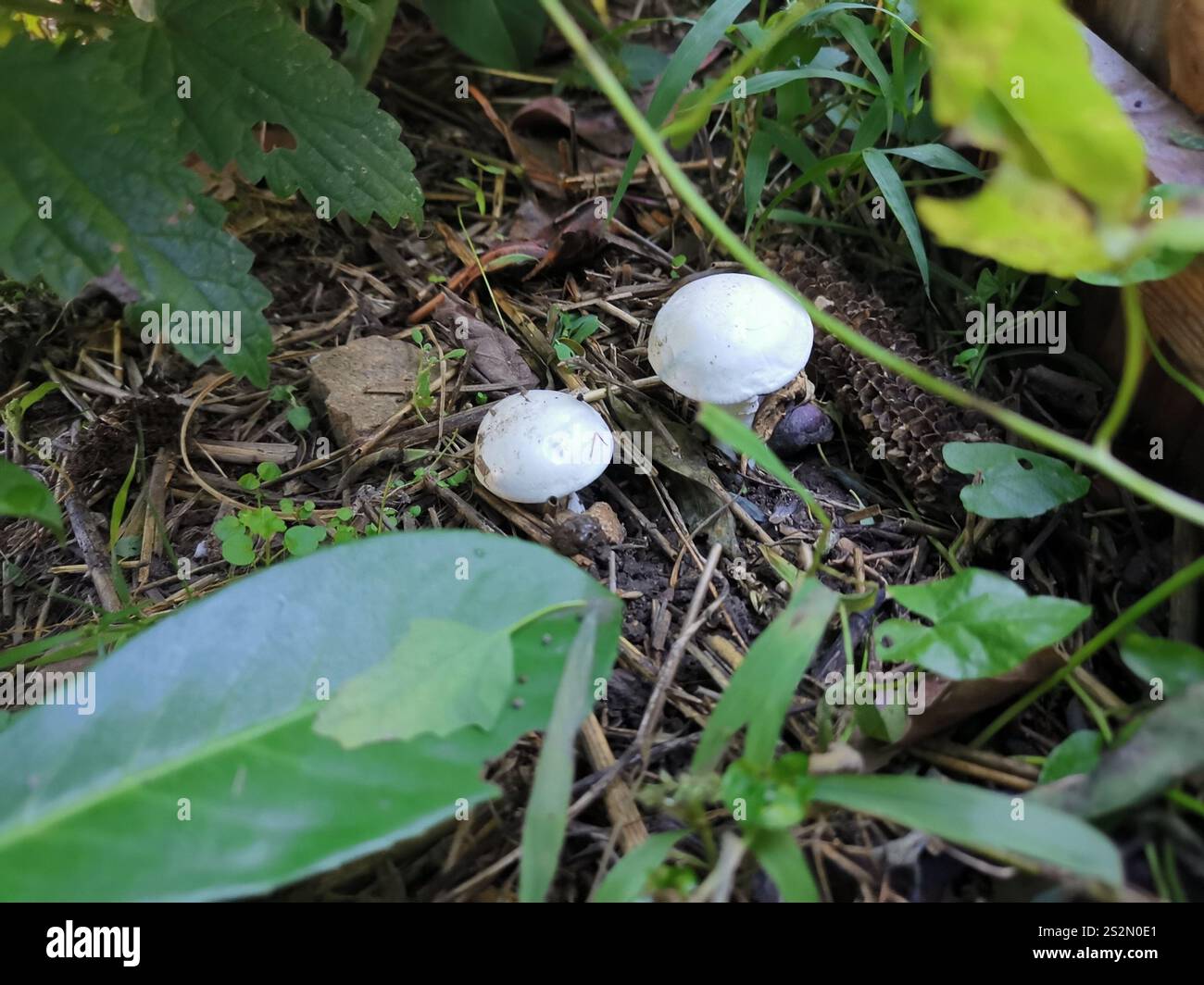 White Dapperling (Leucoagaricus leucothites Stock Photo - Alamy