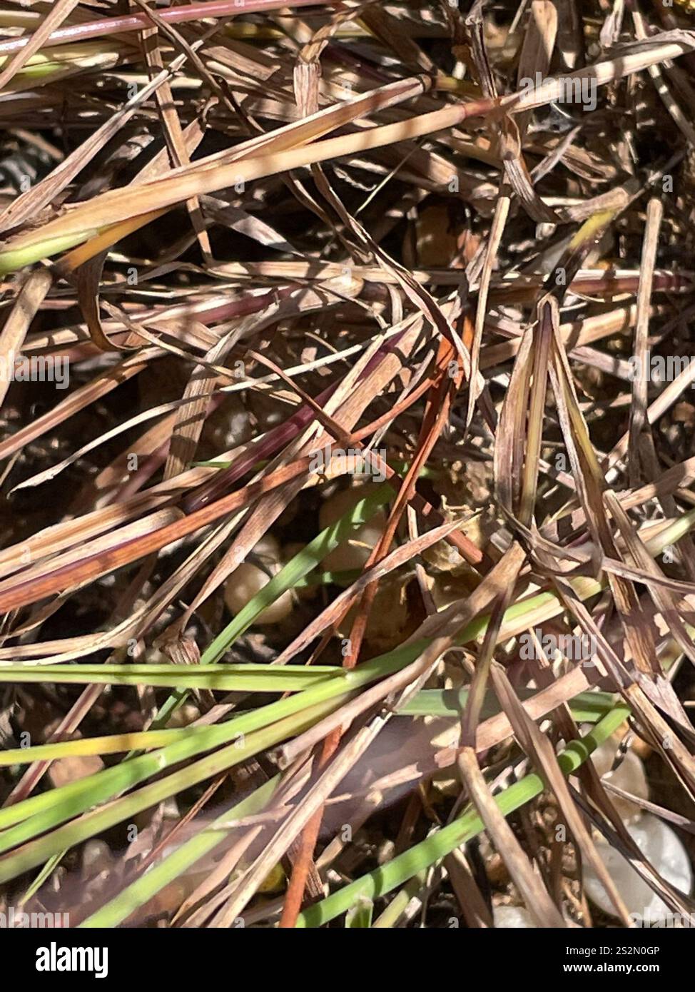 Fall Witchgrass (Digitaria cognata Stock Photo - Alamy