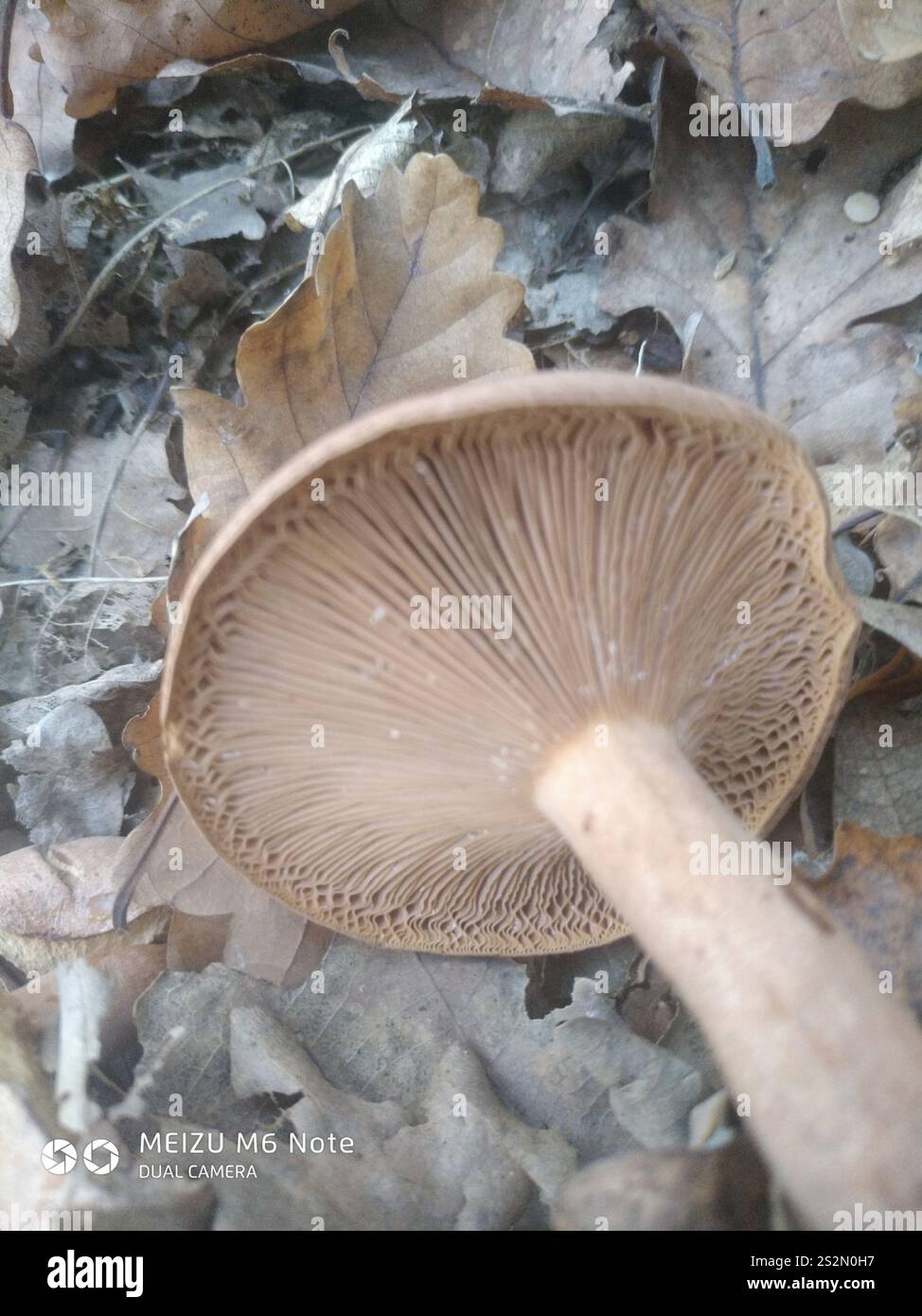 Oakbug Milkcap (Lactarius quietus Stock Photo - Alamy