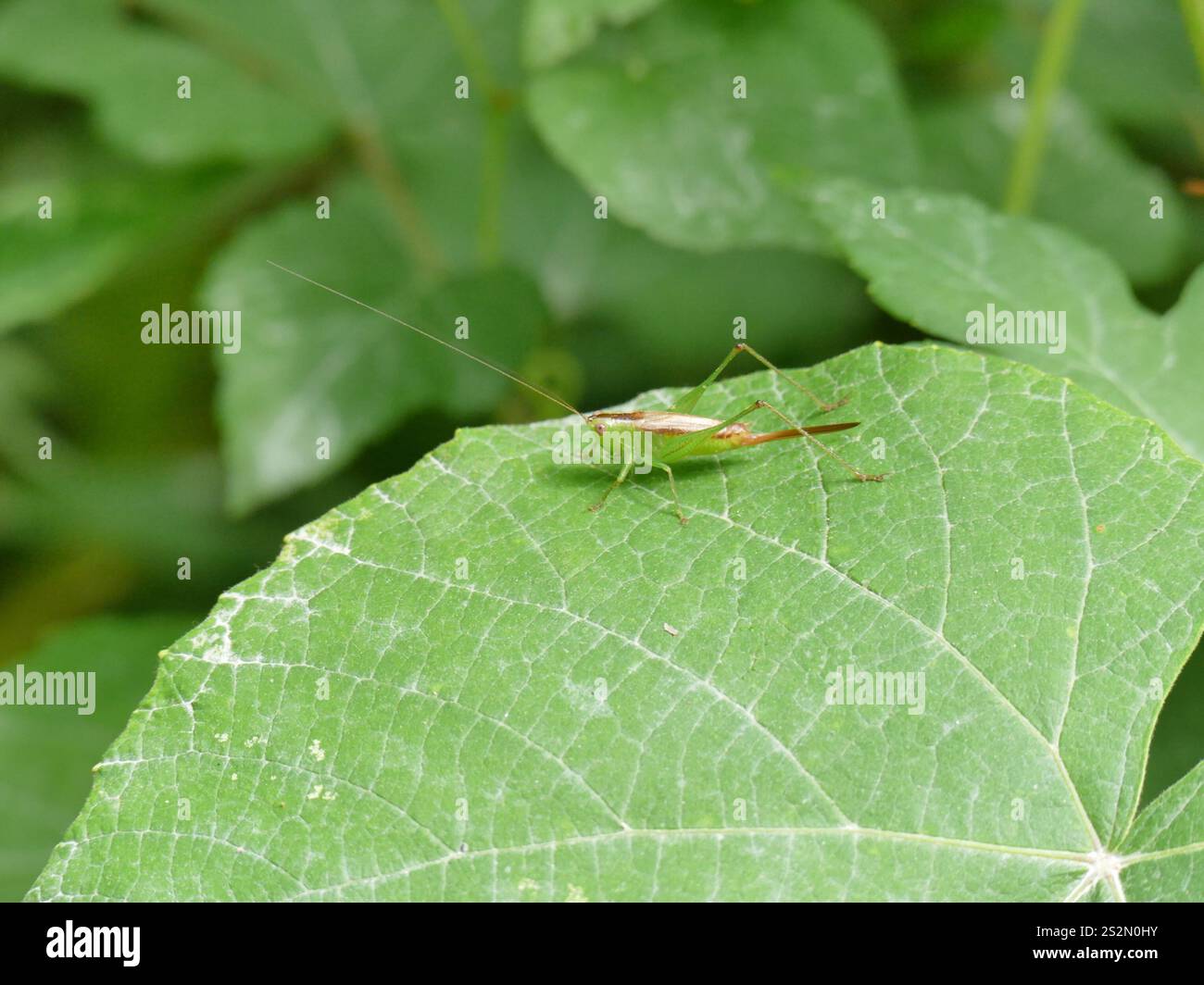 Short-winged Meadow Katydid (Conocephalus brevipennis Stock Photo - Alamy