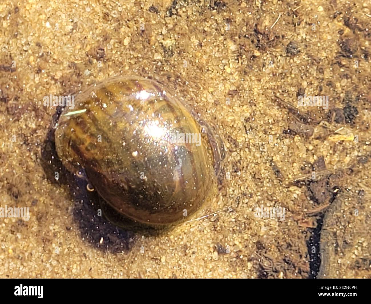 Pond Snails, Bladder Snails, and Allies (Lymnaeoidea Stock Photo - Alamy