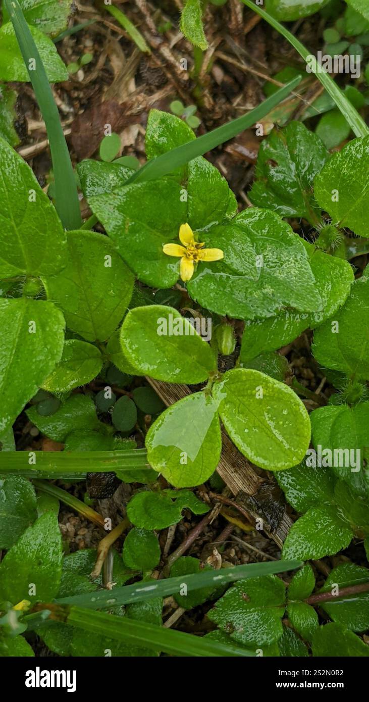 straggler daisy (Calyptocarpus vialis Stock Photo - Alamy