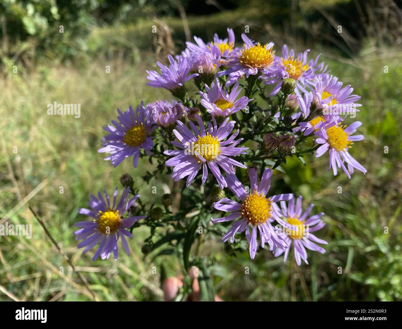 New York aster (Symphyotrichum novi-belgii Stock Photo - Alamy