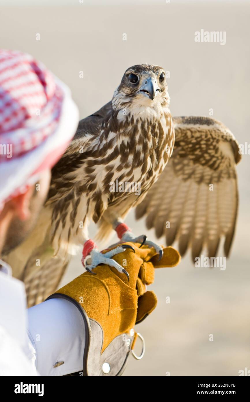 Anonymous Arab Man, Falconer Holding a Falcon his Glove in the Desert ...