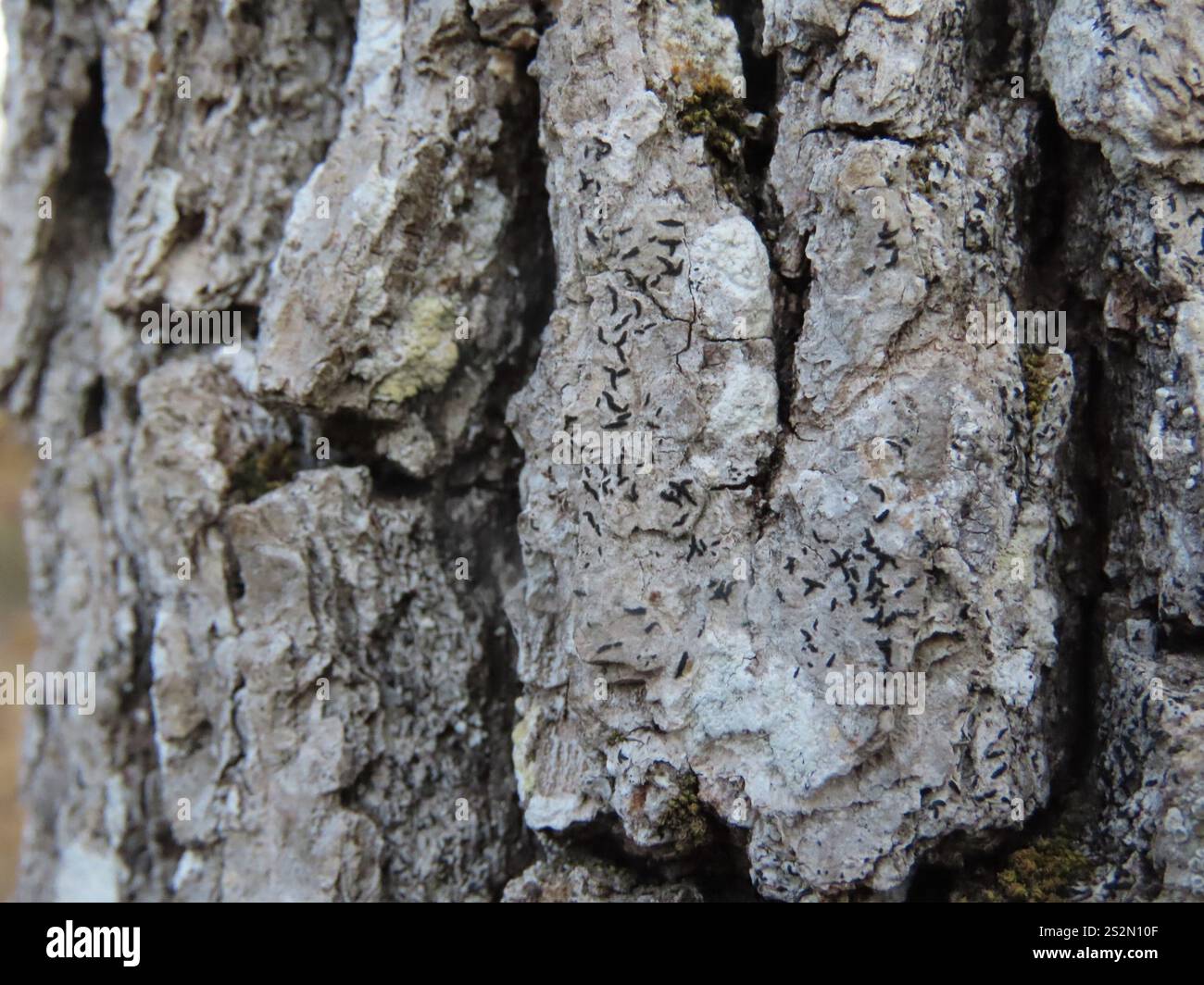 Common Script Lichen (Graphis scripta Stock Photo - Alamy
