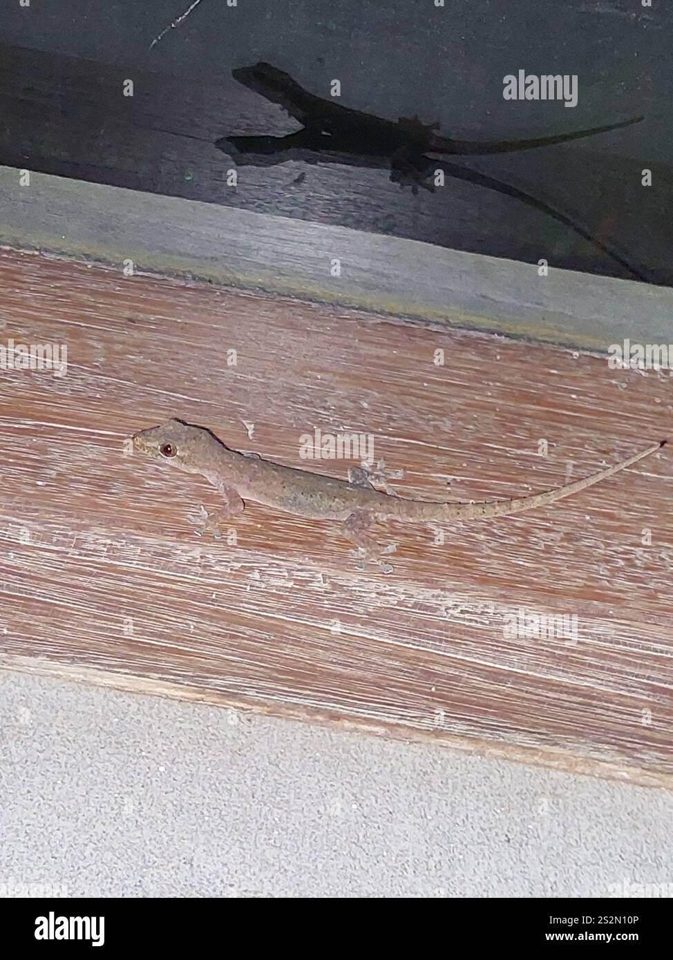 Asian House Gecko (Hemidactylus frenatus Stock Photo - Alamy