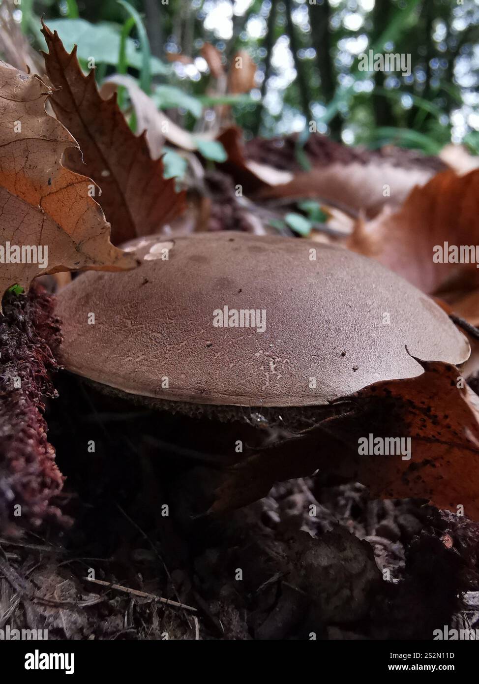 Red-cracking Bolete (Xerocomellus chrysenteron Stock Photo - Alamy