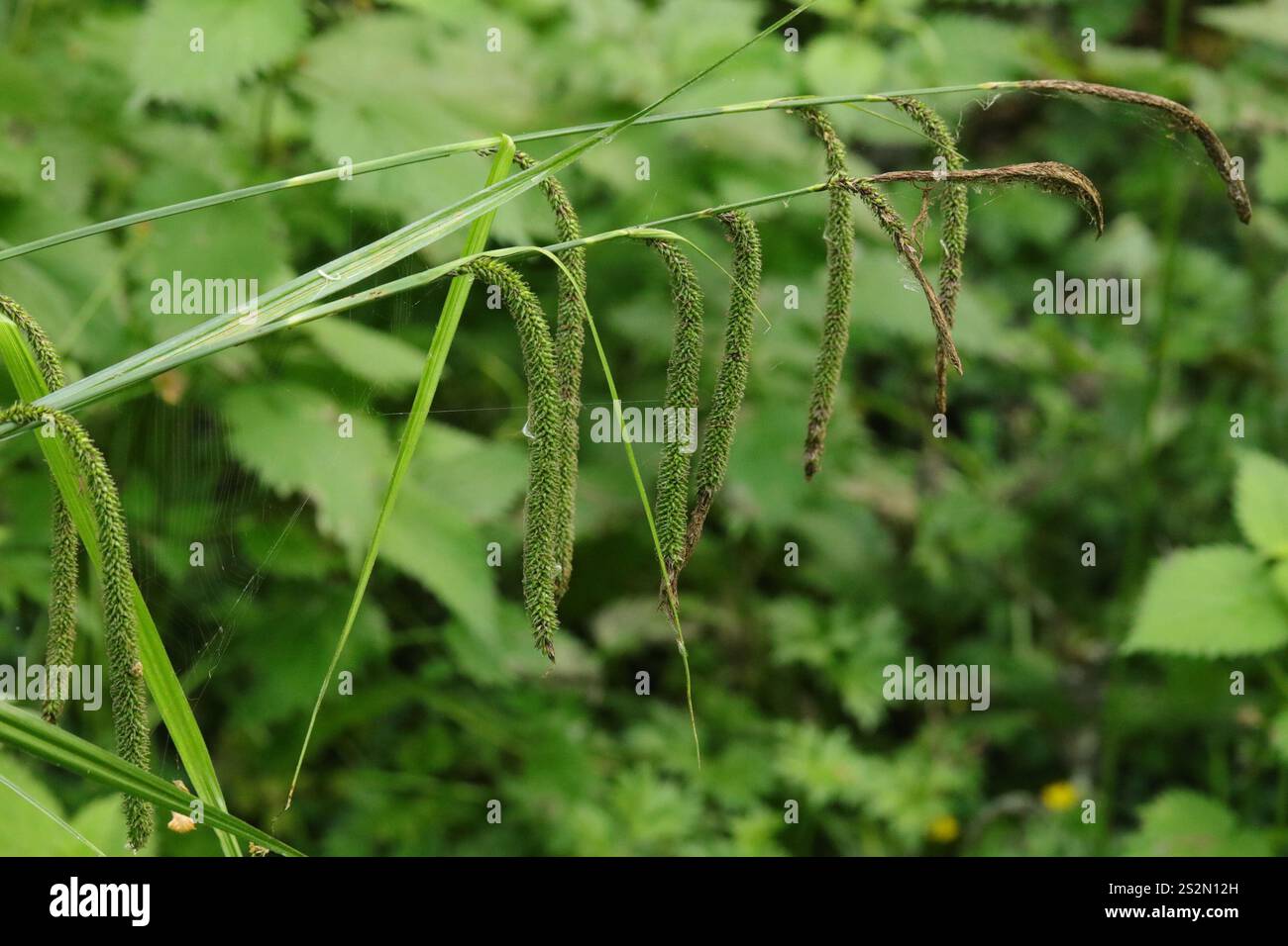 Hanging sedge (Carex pendula Stock Photo - Alamy